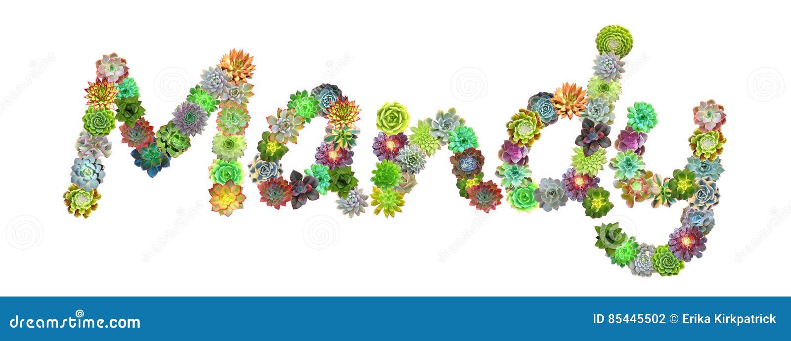 Succulent Name Mandy stock illustration. Illustration of custom - 85445502