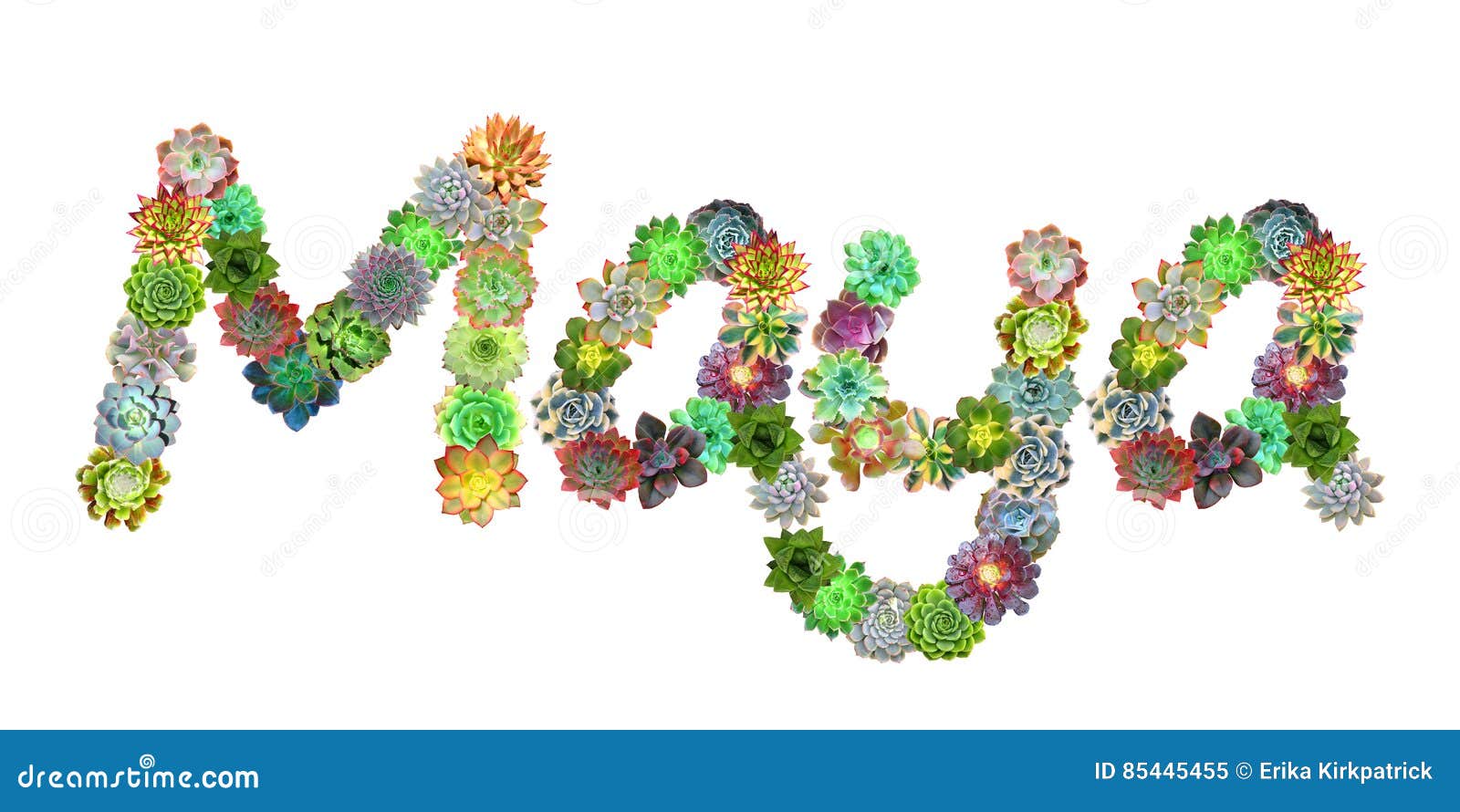 Succulent Name Maya stock illustration. Illustration of bloom - 85445455