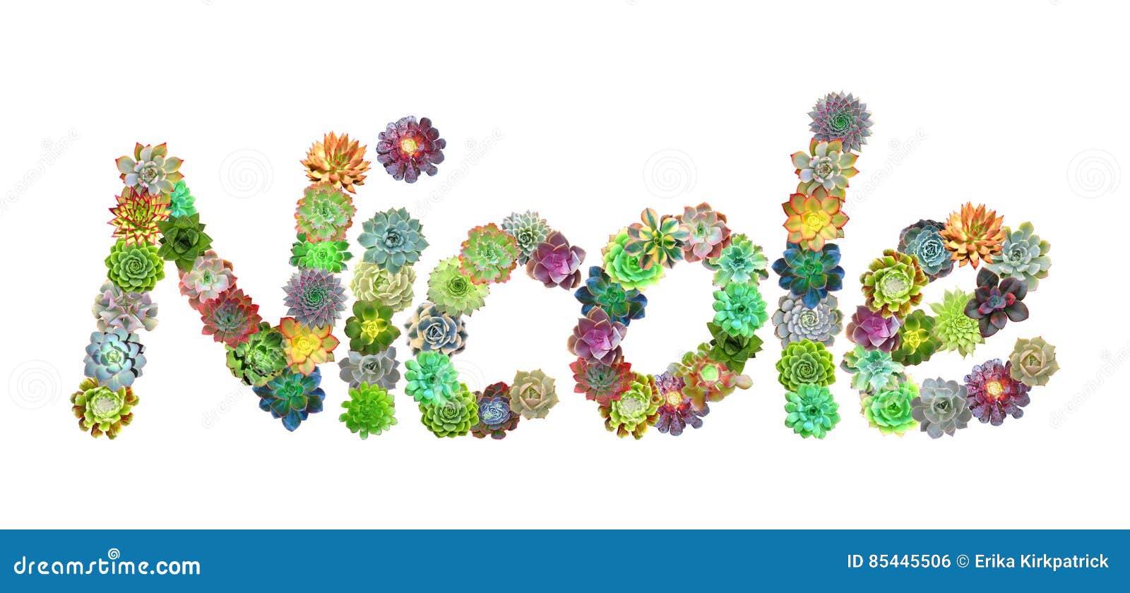 Succulent Name Nicole stock illustration. Illustration of girl - 85445506