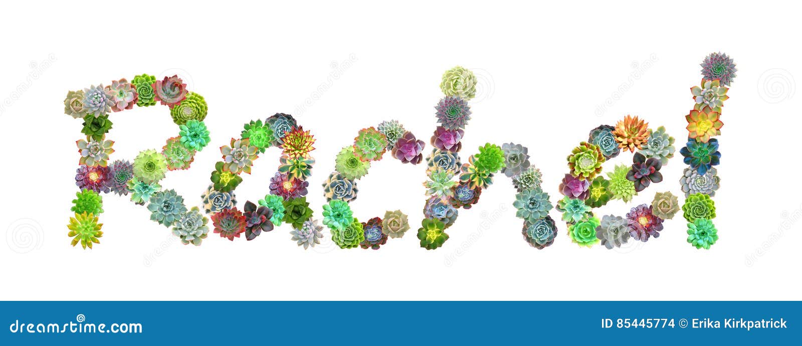 Succulent Name Rachel stock illustration. Illustration of decoration ...