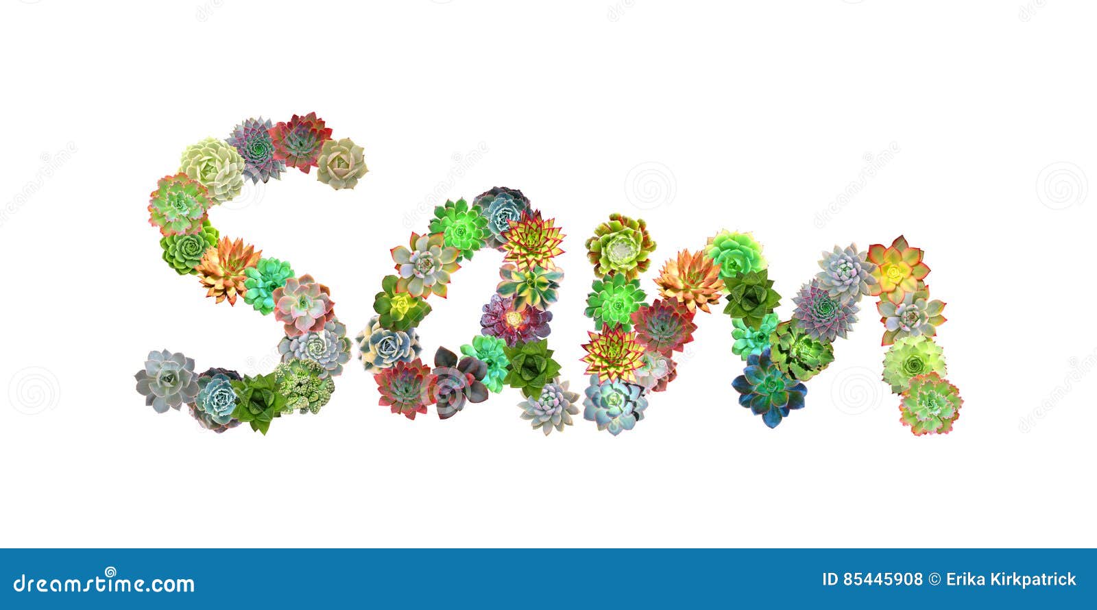 Succulent Name Sam stock illustration. Illustration of cactus - 85445908