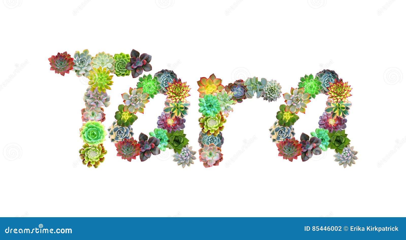 Succulent Name Tara stock illustration. Illustration of decoration ...