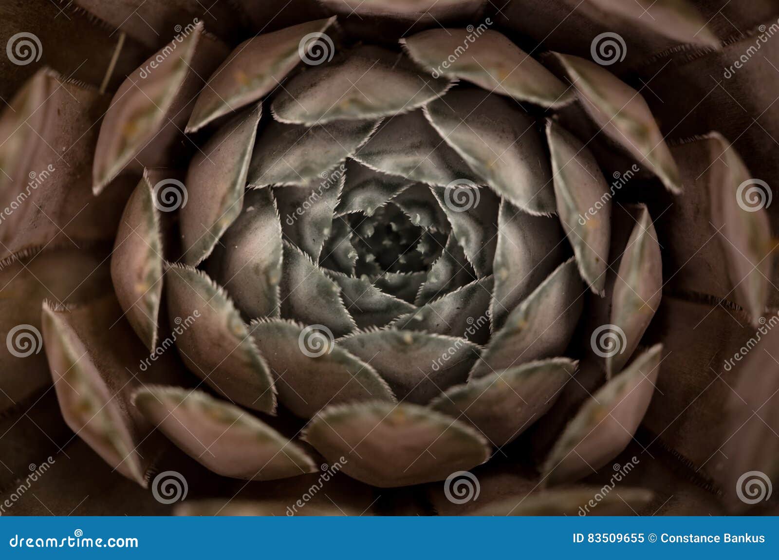Succulent Patterns stock image. Image of leaf, patterns - 83509655