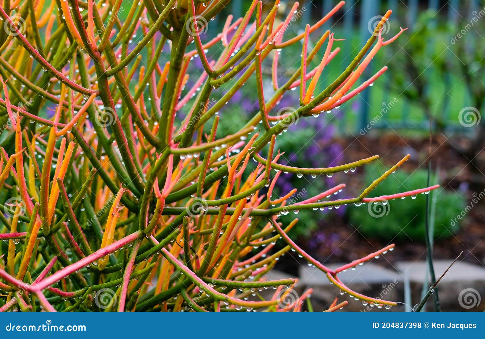 Pencil Cactus Succulent with Rain Drops Stock Photo - Image of thorns ...