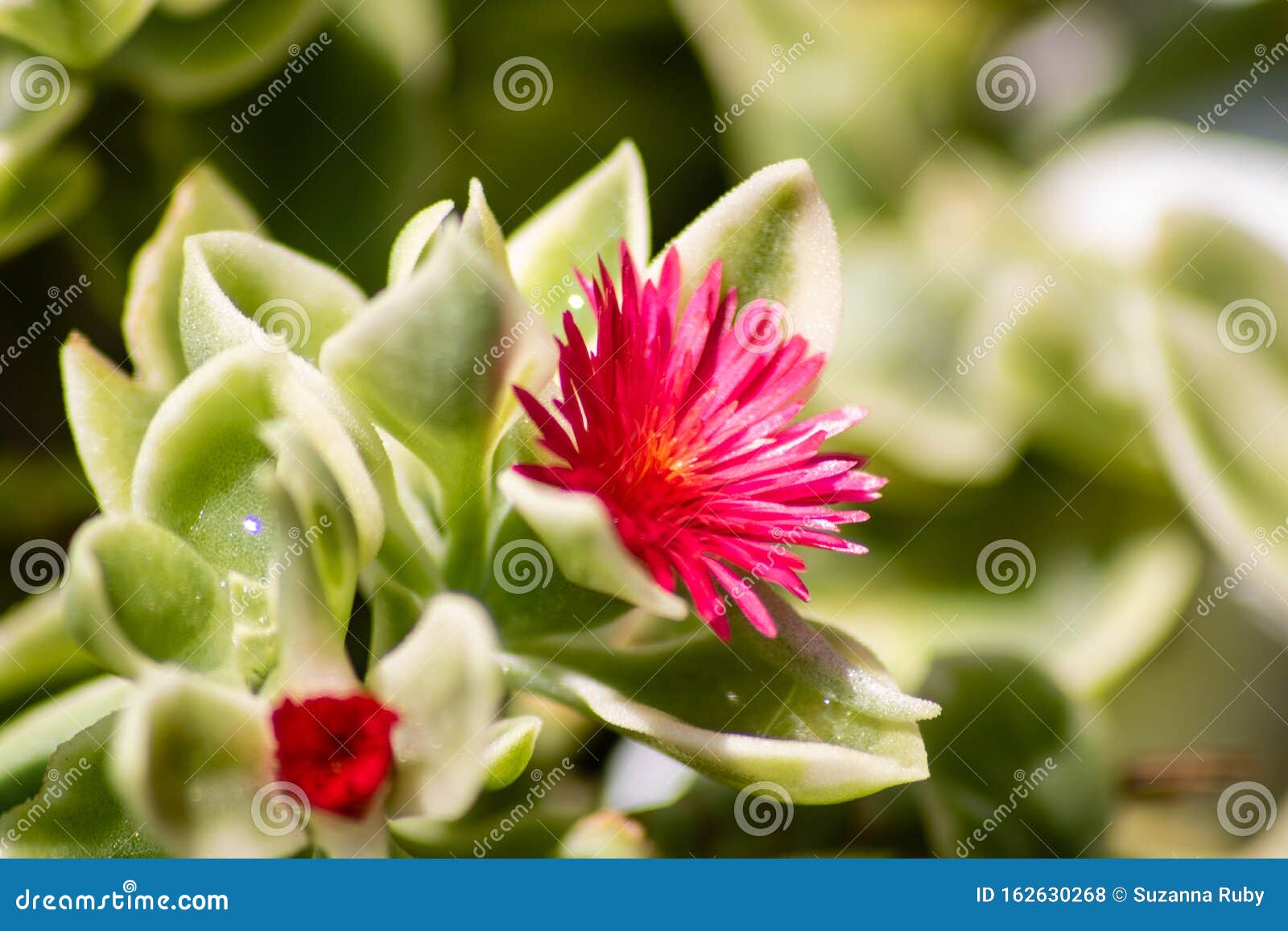 Succulent with Pink Flowers Stock Photo - Image of floral, nature ...
