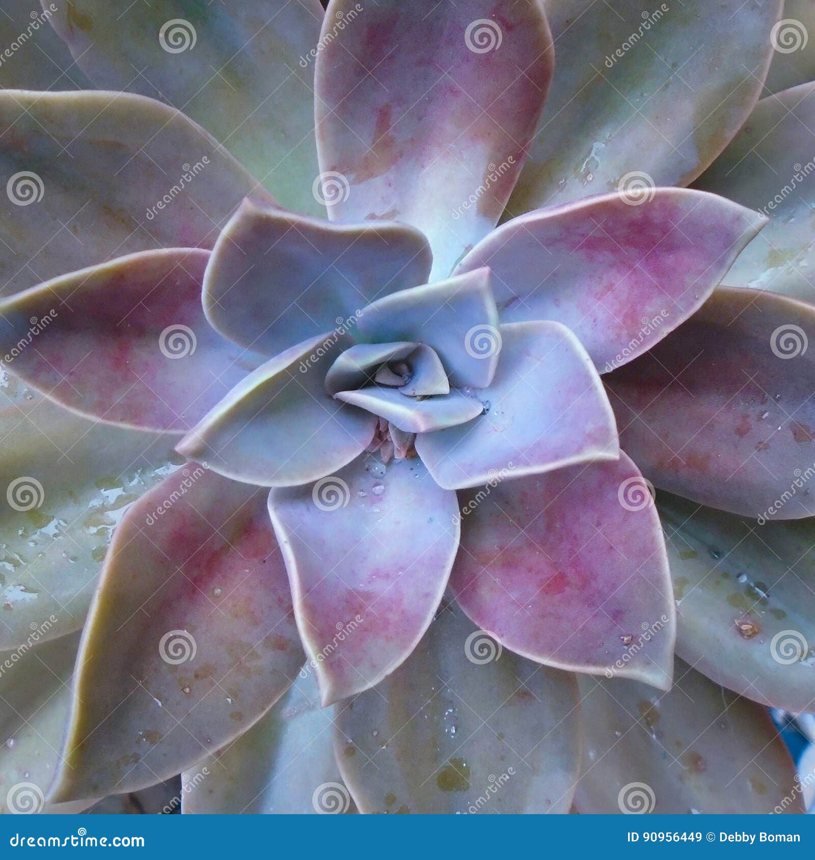 Succulent in Pinks Front View Stock Image - Image of greens, garden ...