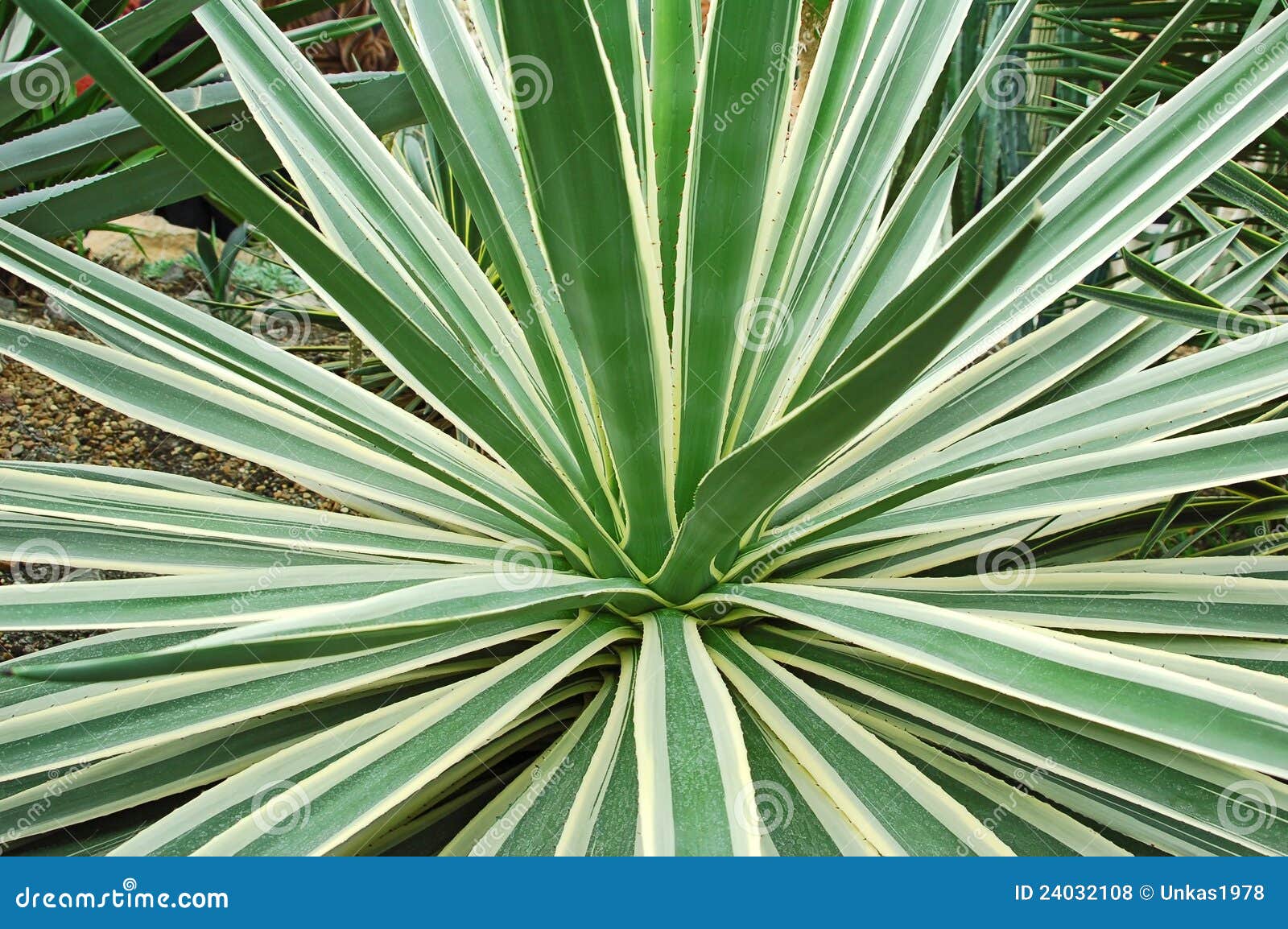 Succulent plant agave stock photo. Image of stem, decorative - 24032108