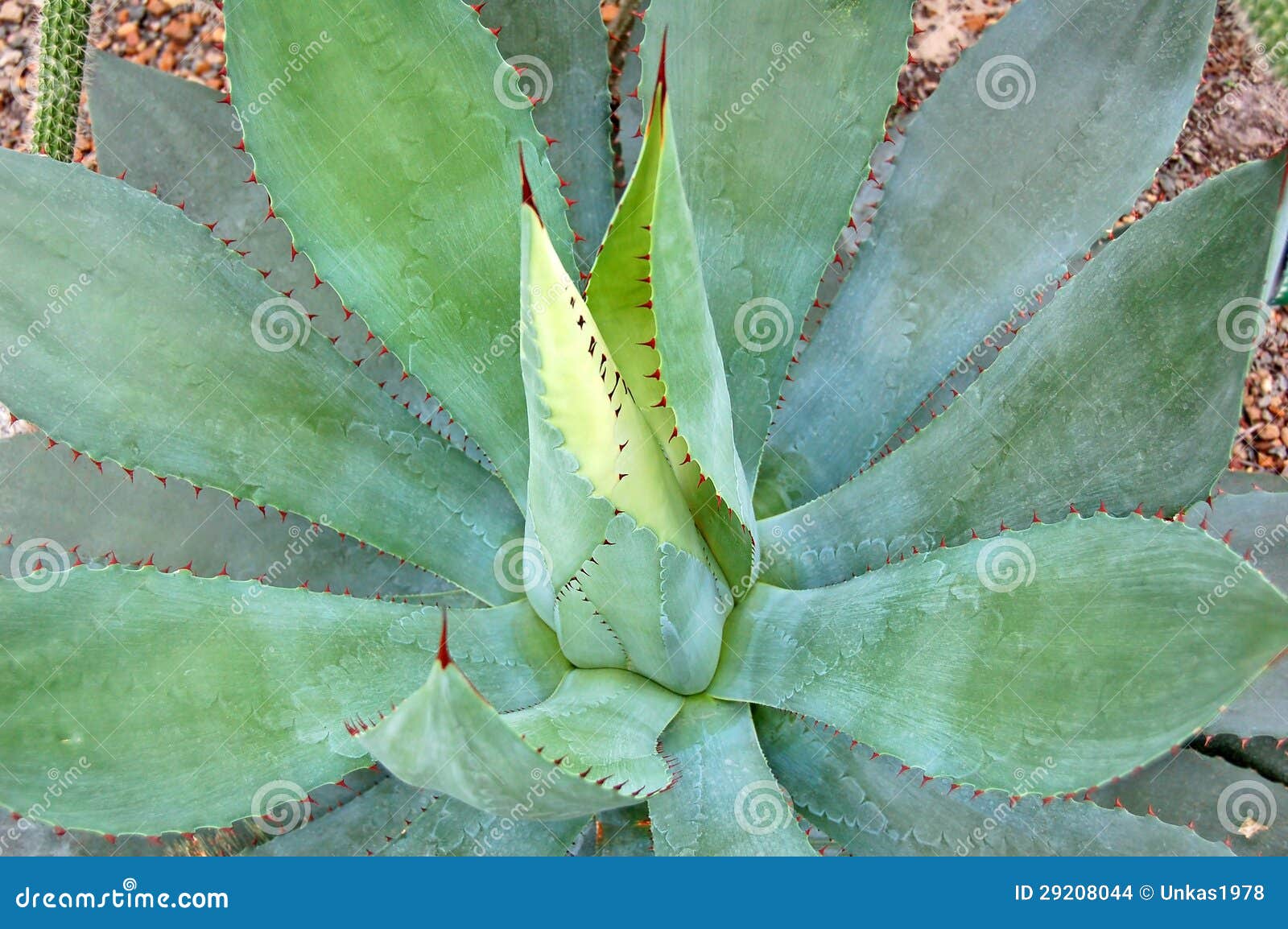 Succulent plant agave stock photo. Image of growth, fresh - 29208044