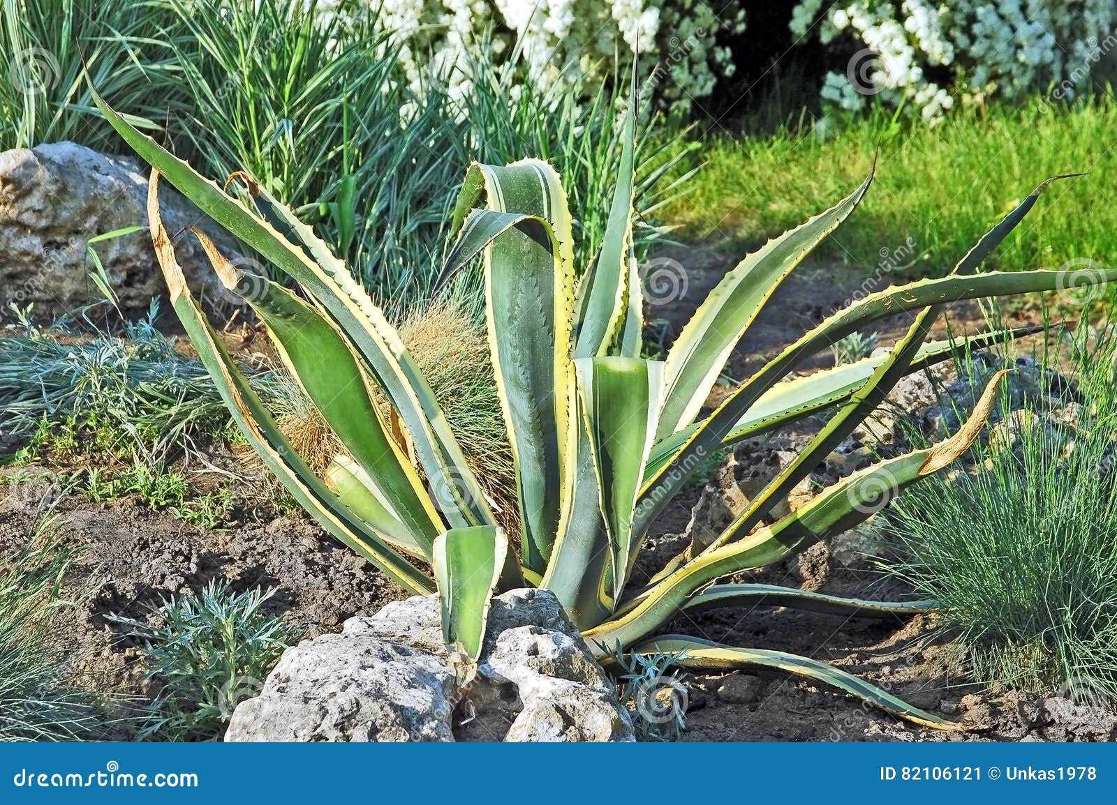 Succulent plant agave stock image. Image of leaves, stem - 82106121