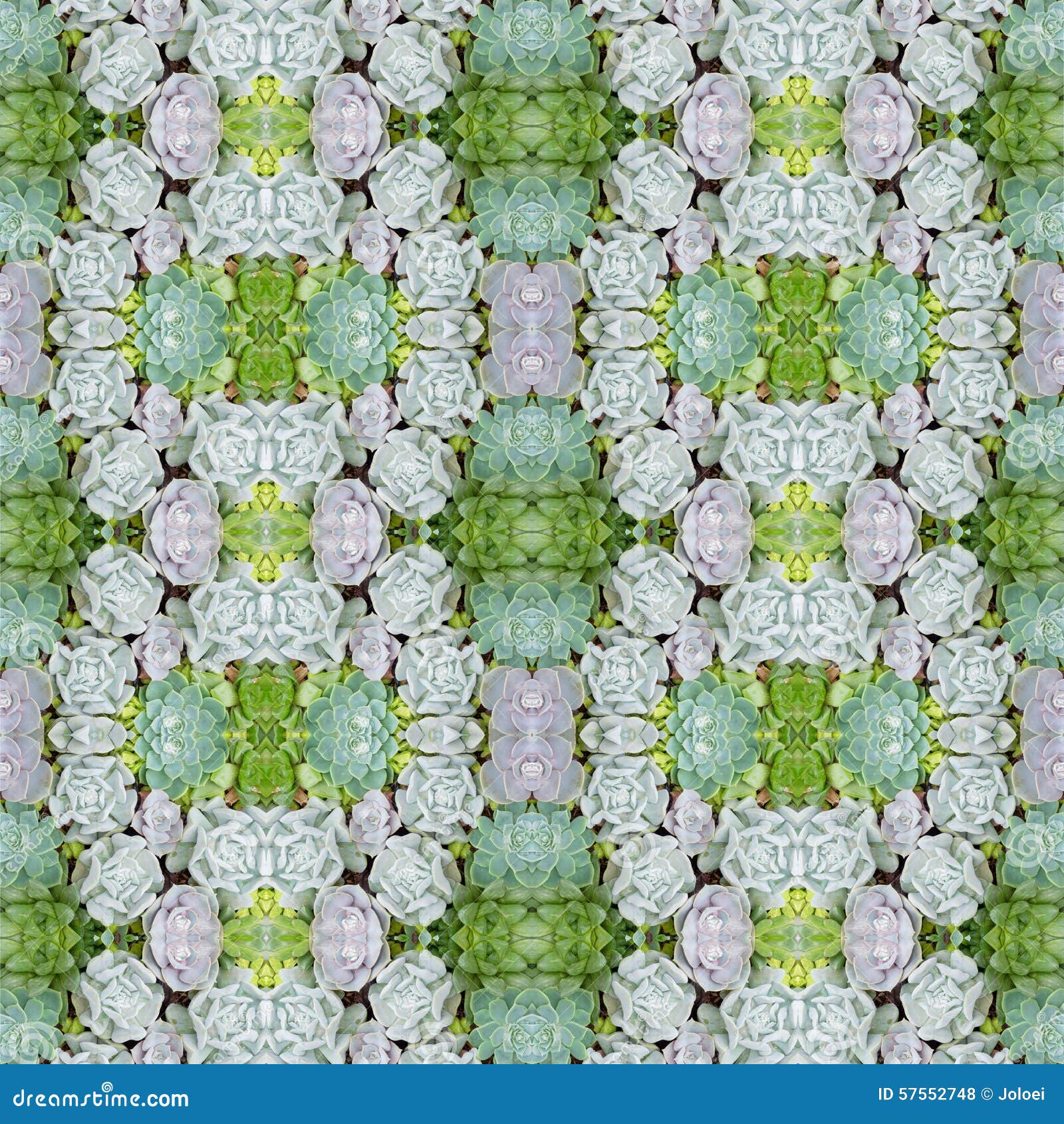 Succulent plant background stock photo. Image of botany - 57552748