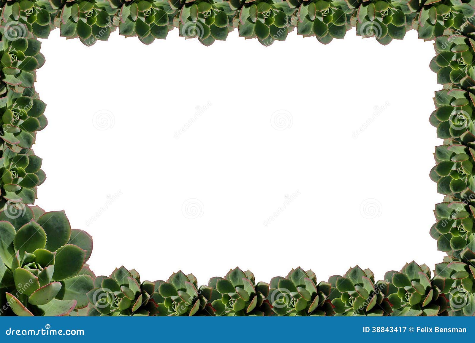 Succulent plant frame stock illustration. Illustration of botany - 38843417