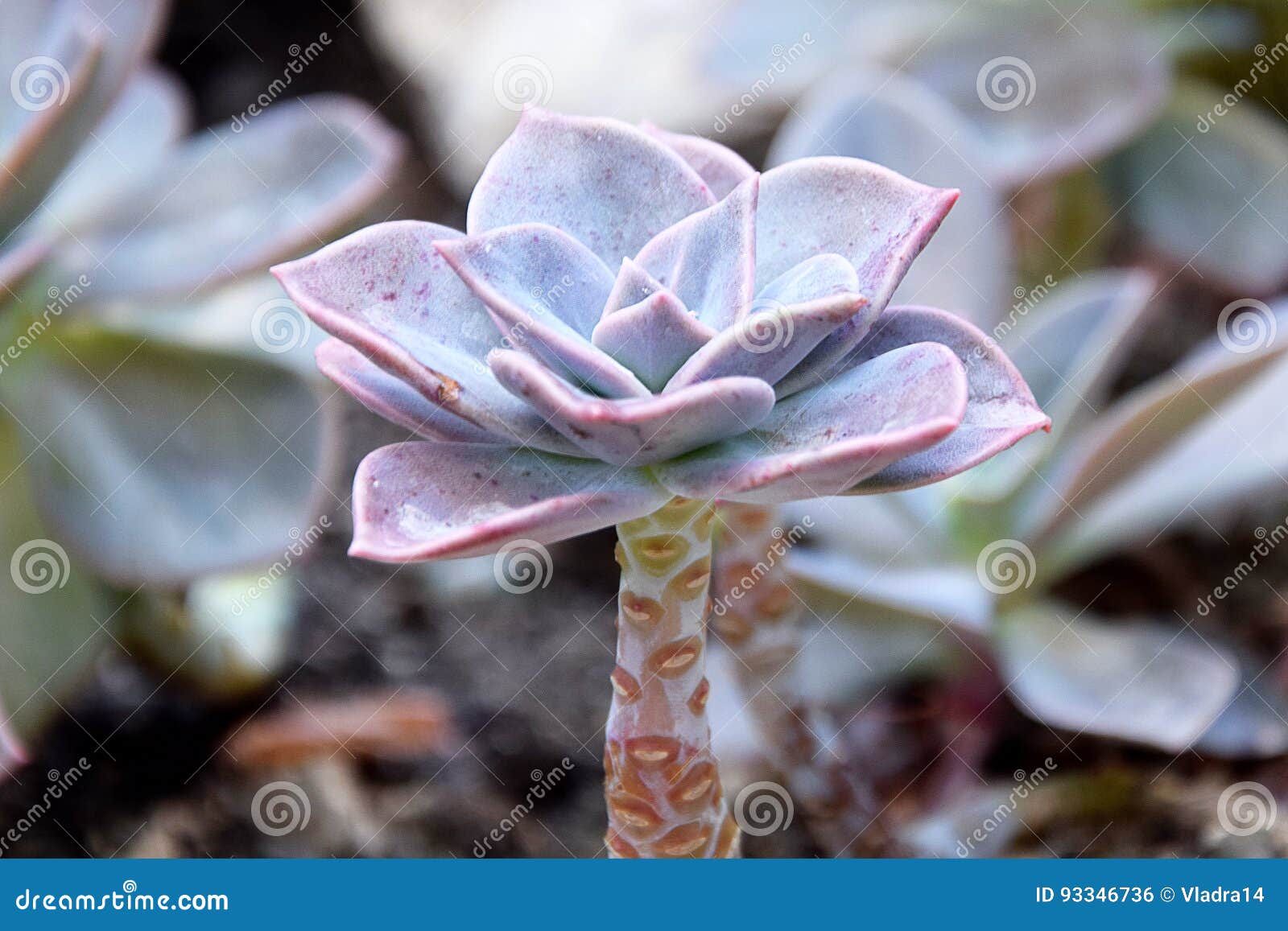 Succulent plant stock photo. Image of smooth, plant, waxy - 93346736