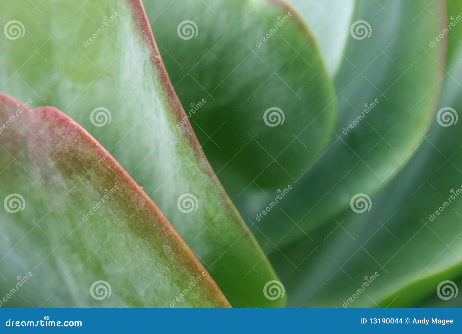 Succulent Plant Macro stock photo. Image of macro, desert - 13190044
