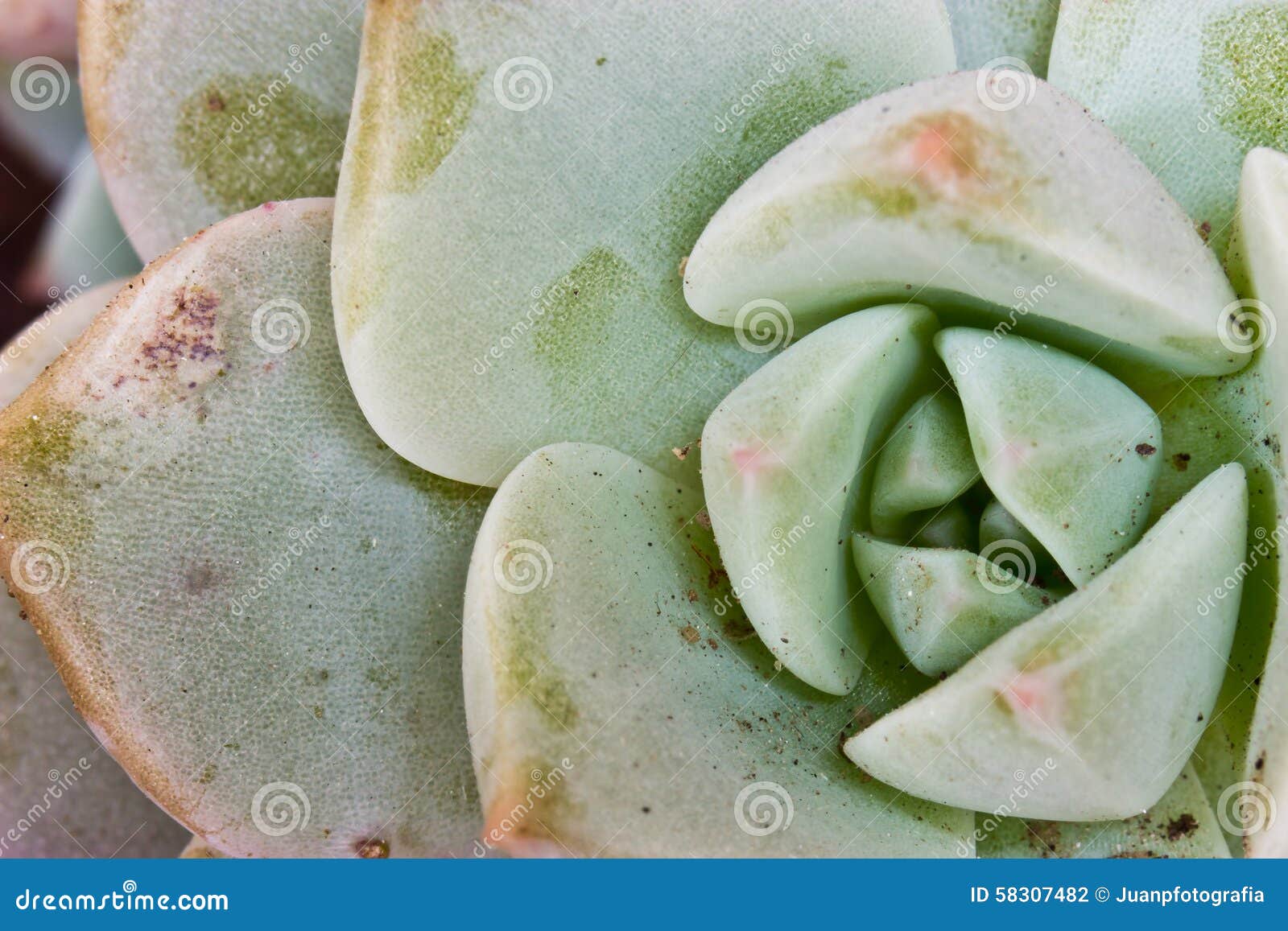 Succulent plant stock photo. Image of plant, succulent - 58307482