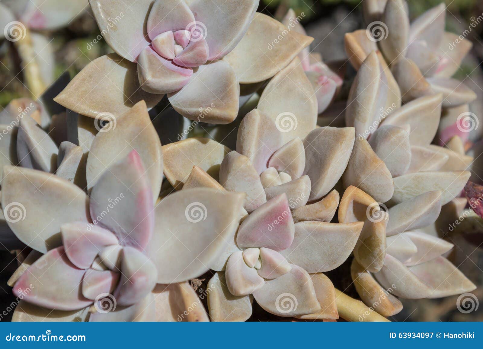 Succulent Plant Macro, Succulent Flower Closeup Stock Image - Image of ...
