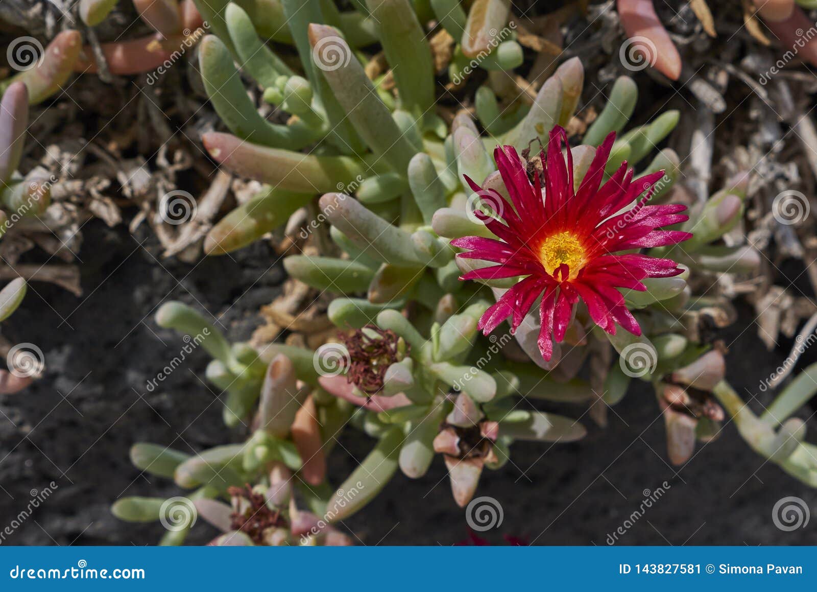 Malephora Crocea Red Flower Stock Image - Image of mesembryanthemum ...