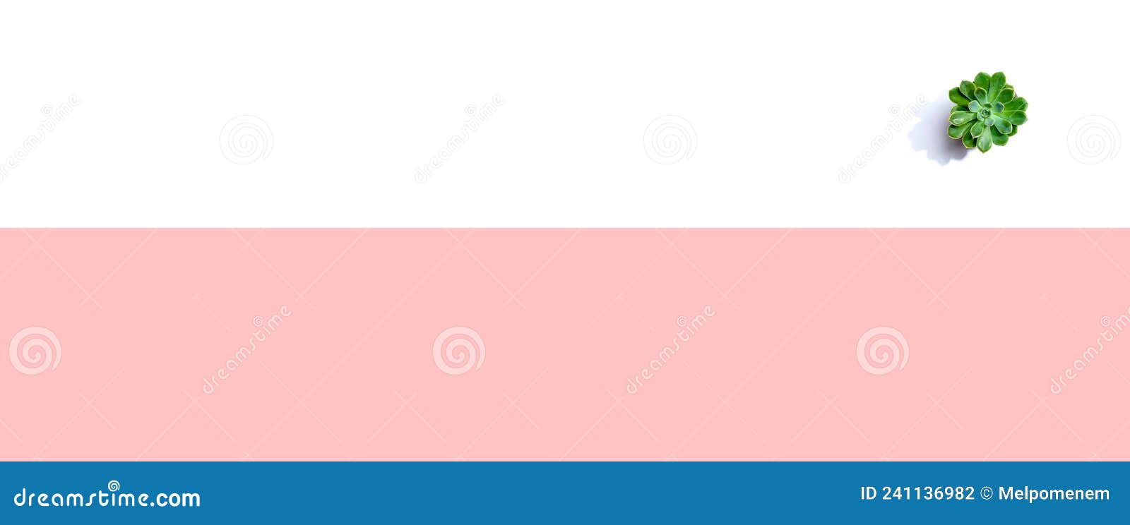 Succulent Plant in a Pot from Above Stock Photo - Image of plant, space ...