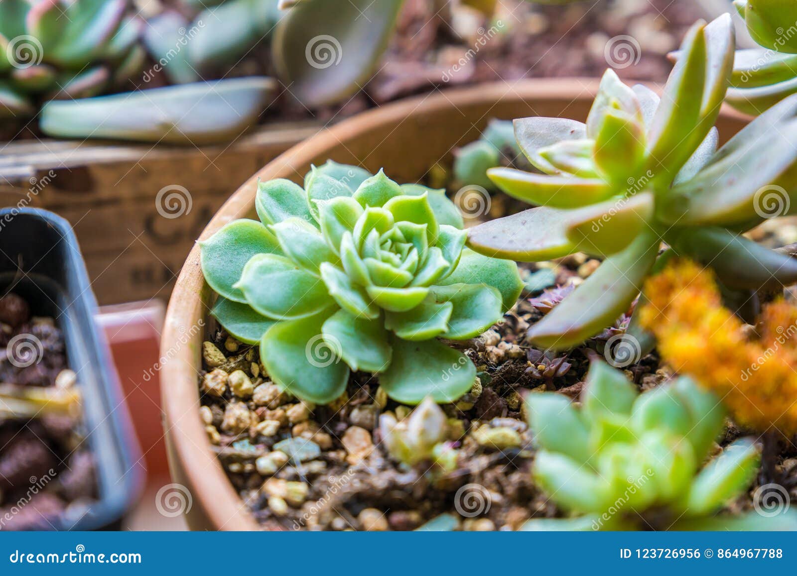 Lovely succulent close-up stock photo. Image of detail - 123726956