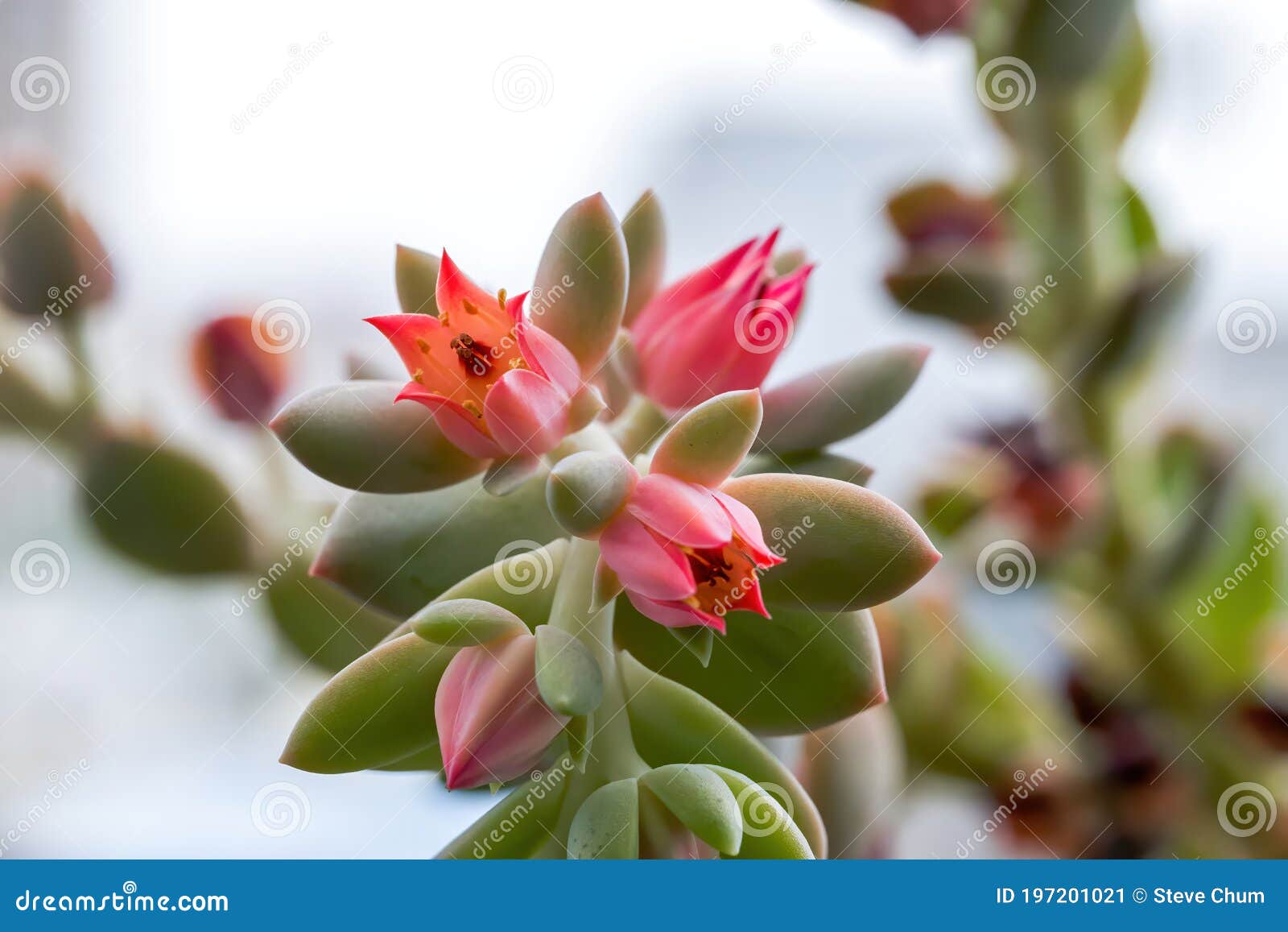 A Succulent Plant with Red Flowers Stock Image - Image of beautiful ...