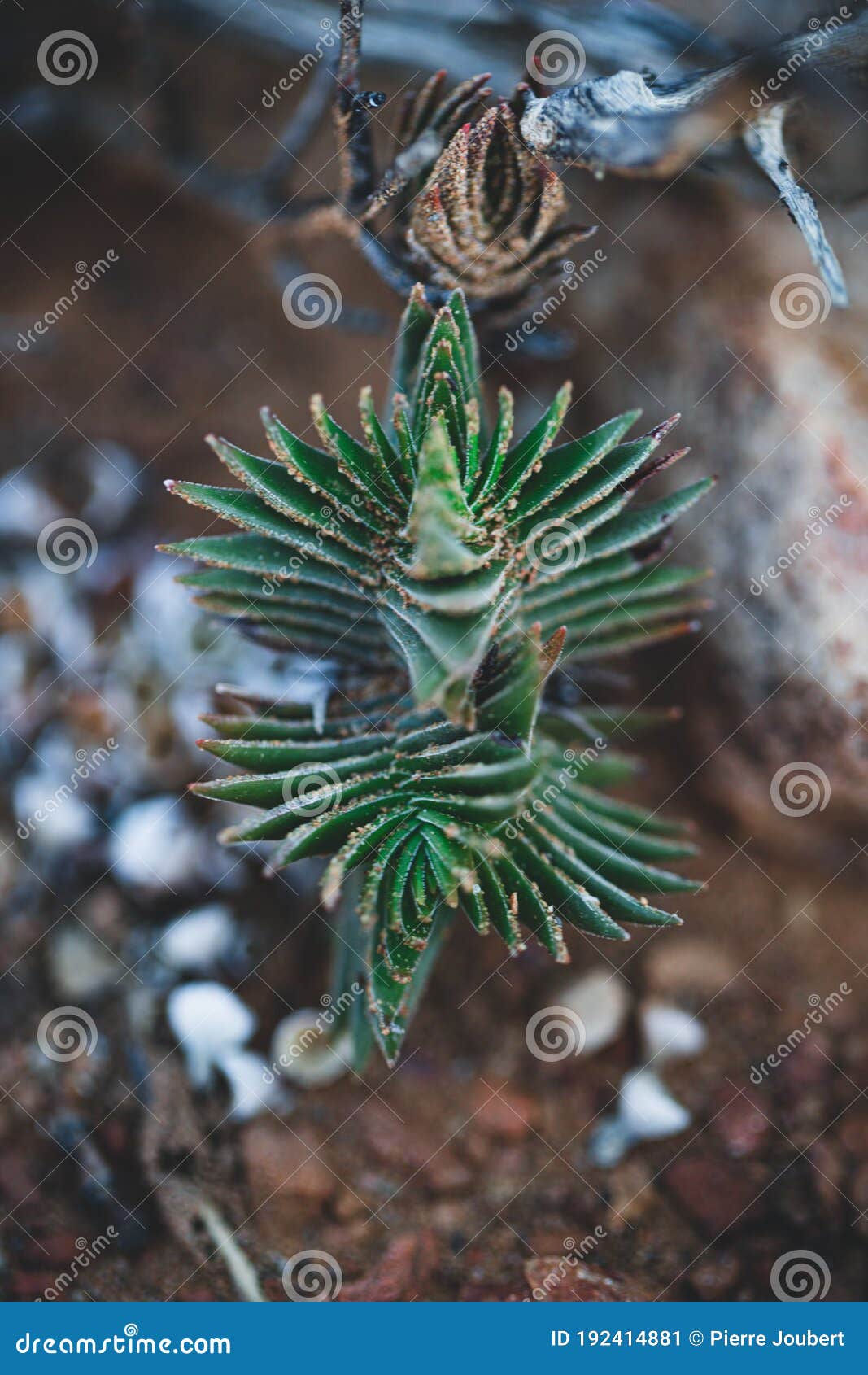 Succulent Plant with Straight Lines Stock Image - Image of growing ...