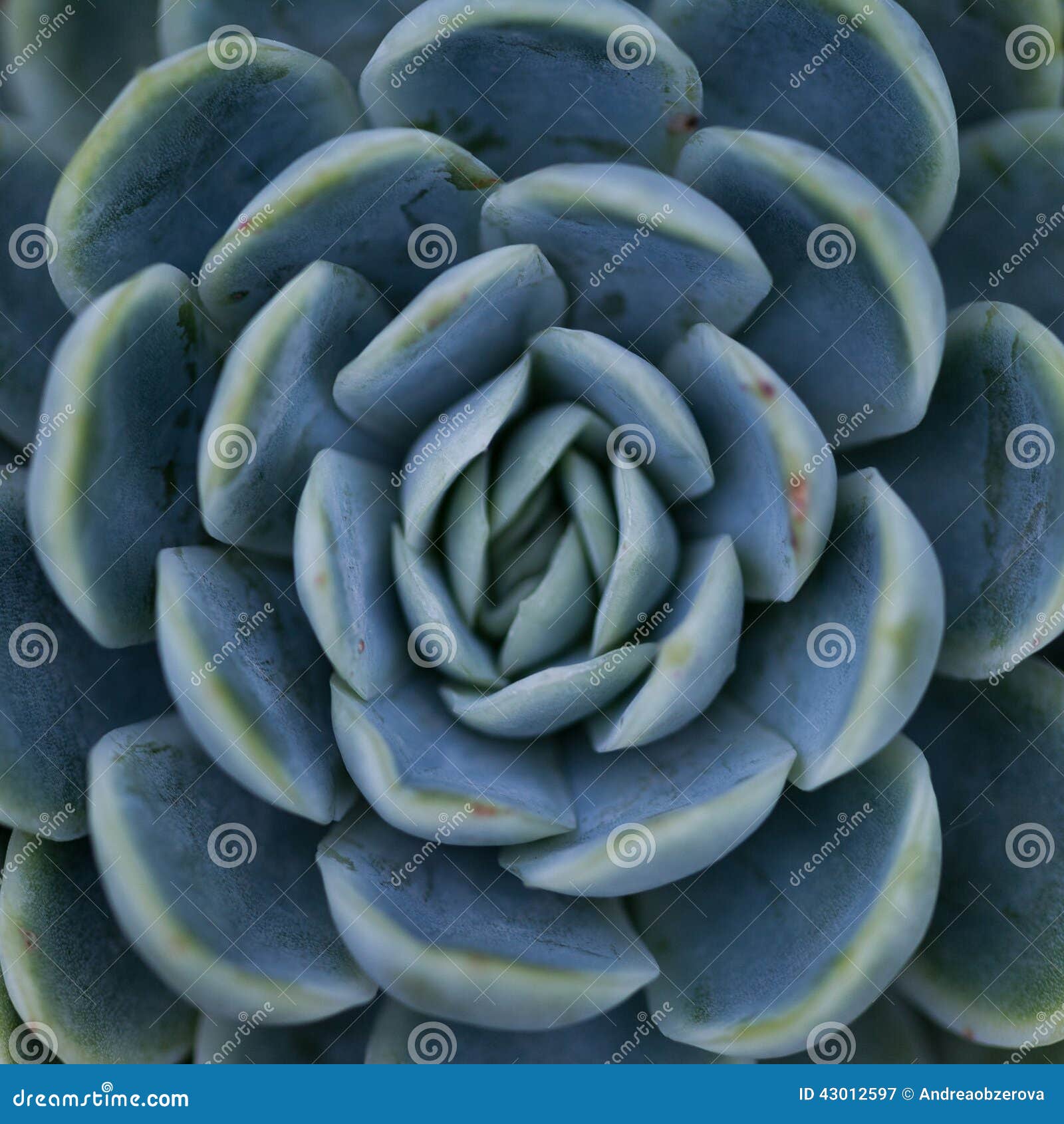 Succulent Plant / Symmetrical Pattern / Nature. Stock Image - Image of ...