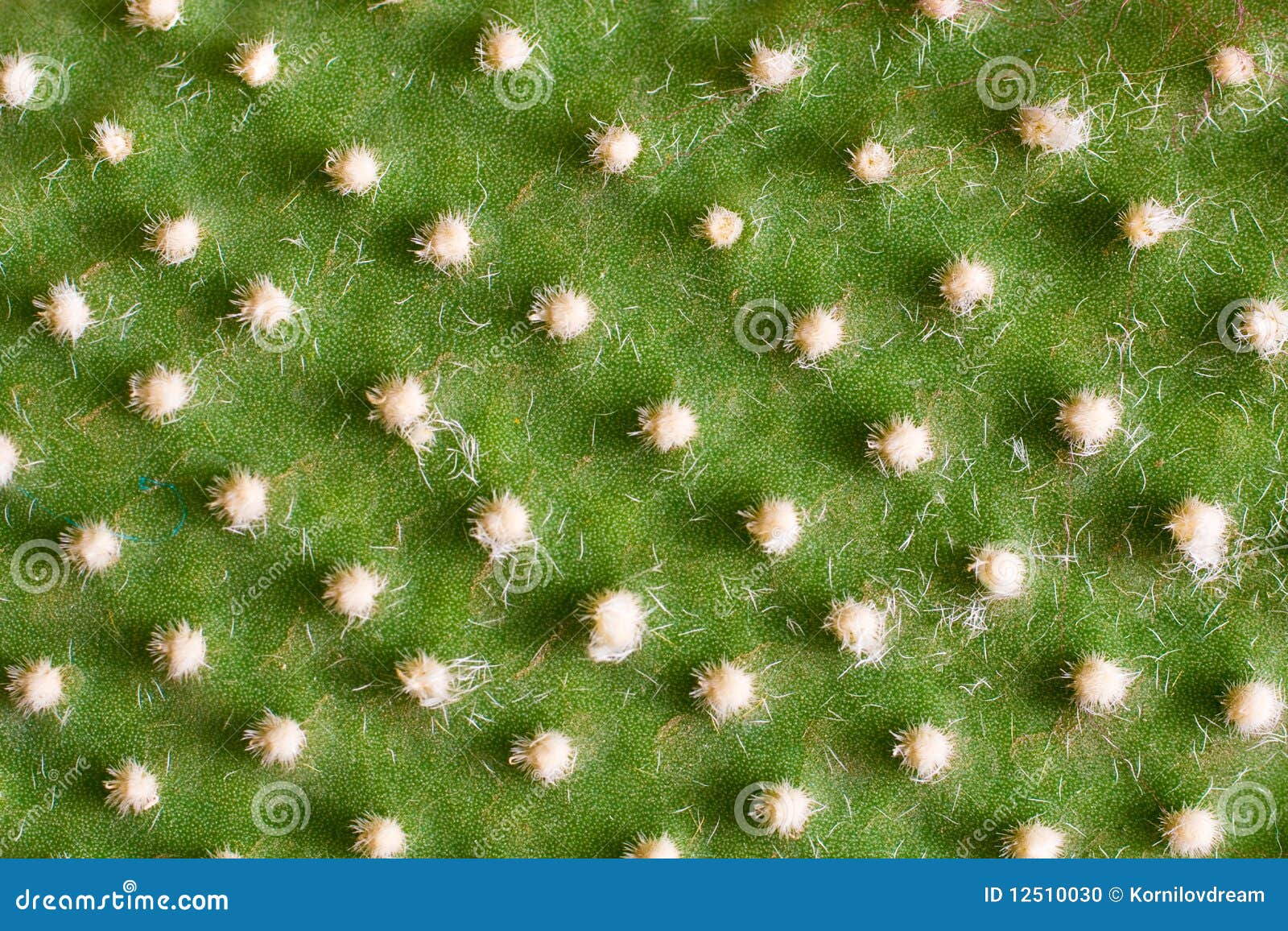 Succulent plant texture stock photo. Image of close, grow - 12510030