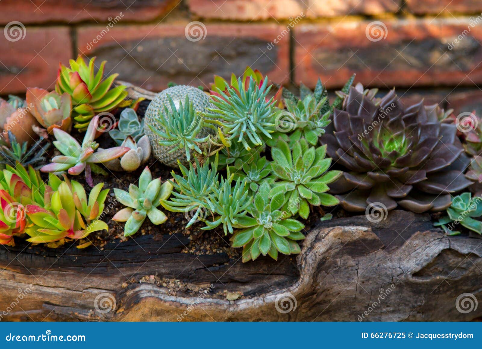Succulent Planting stock image. Image of container, resistant - 66276725