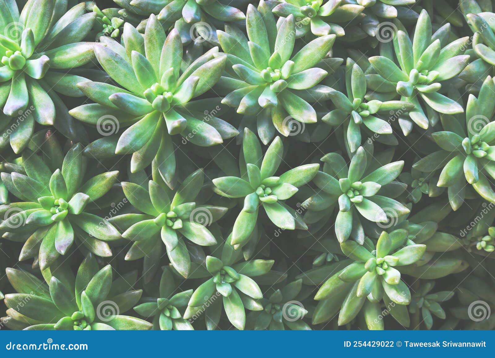Succulent Plants As Natural Pattern Background Stock Photo - Image of ...