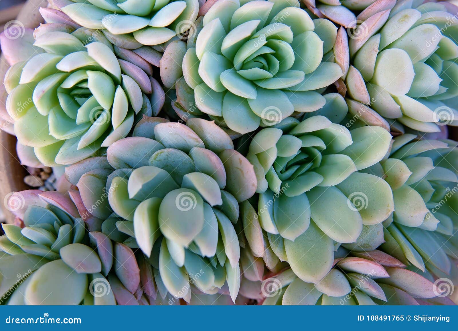 Succulent plants stock image. Image of succulent, nature - 108491765