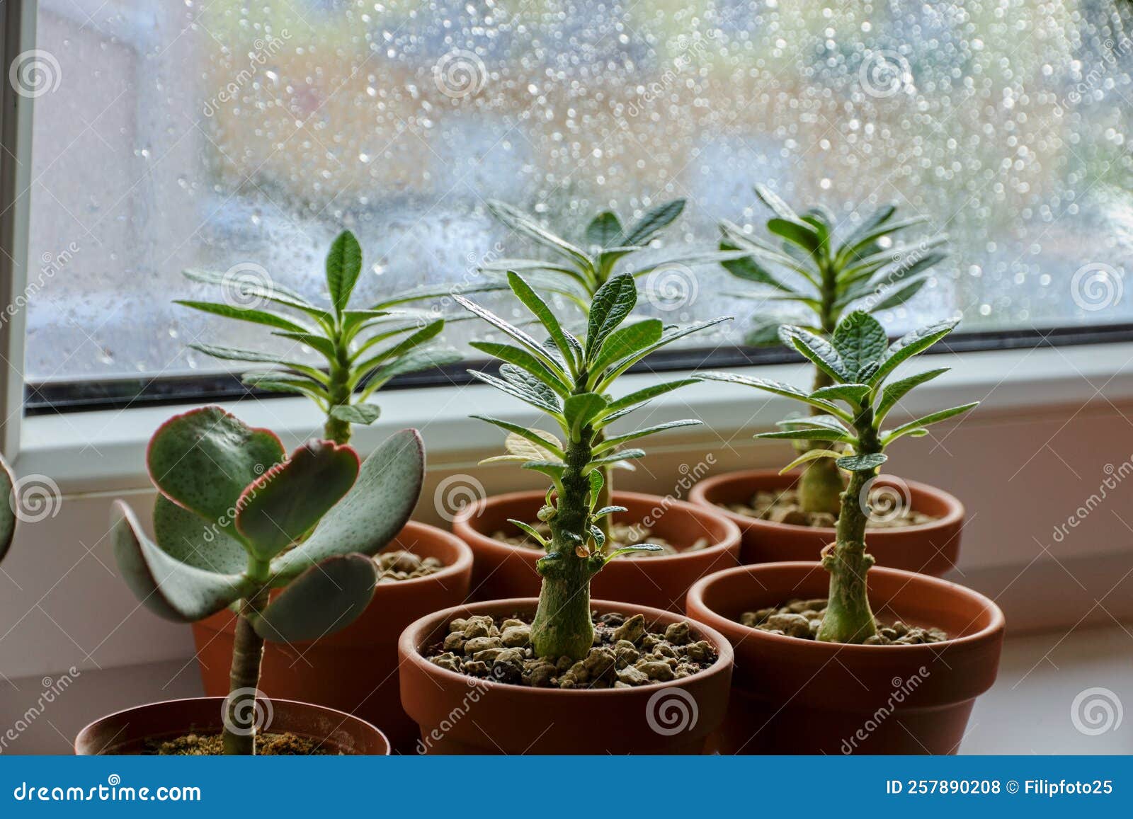 Succulent Plants at Home by the Window Stock Photo - Image of plants ...