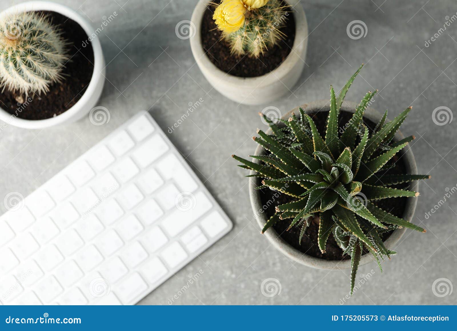 Succulent Plants and Keyboard on Grey Background, Top View Stock Image ...