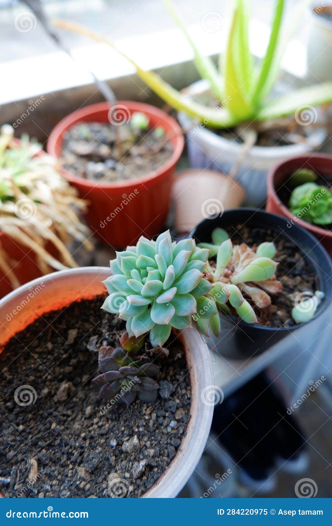 Succulent Plants Managed To Grow Back after almost Withering Stock ...