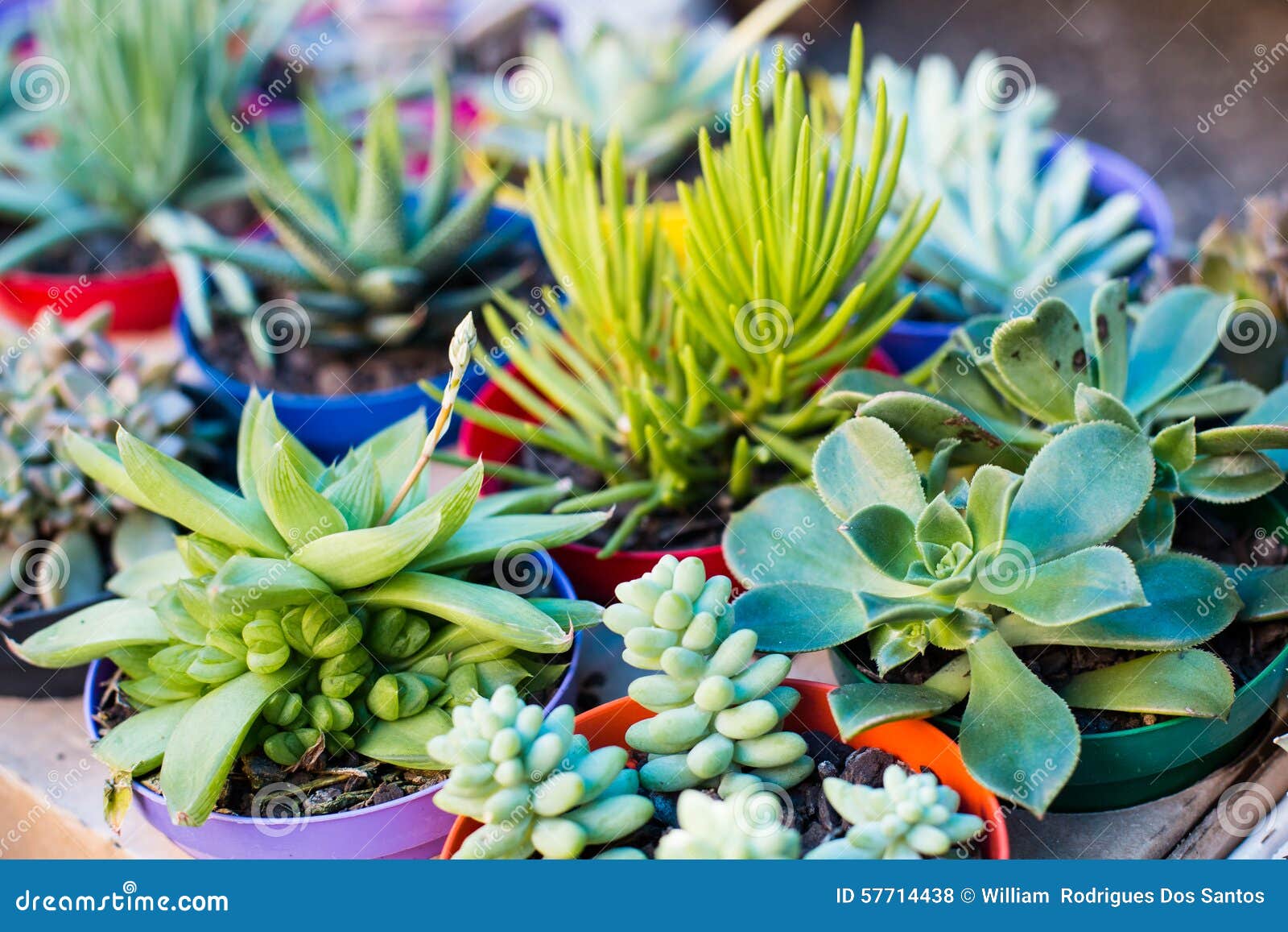 Succulent plants stock photo. Image of cactus, building - 57714438