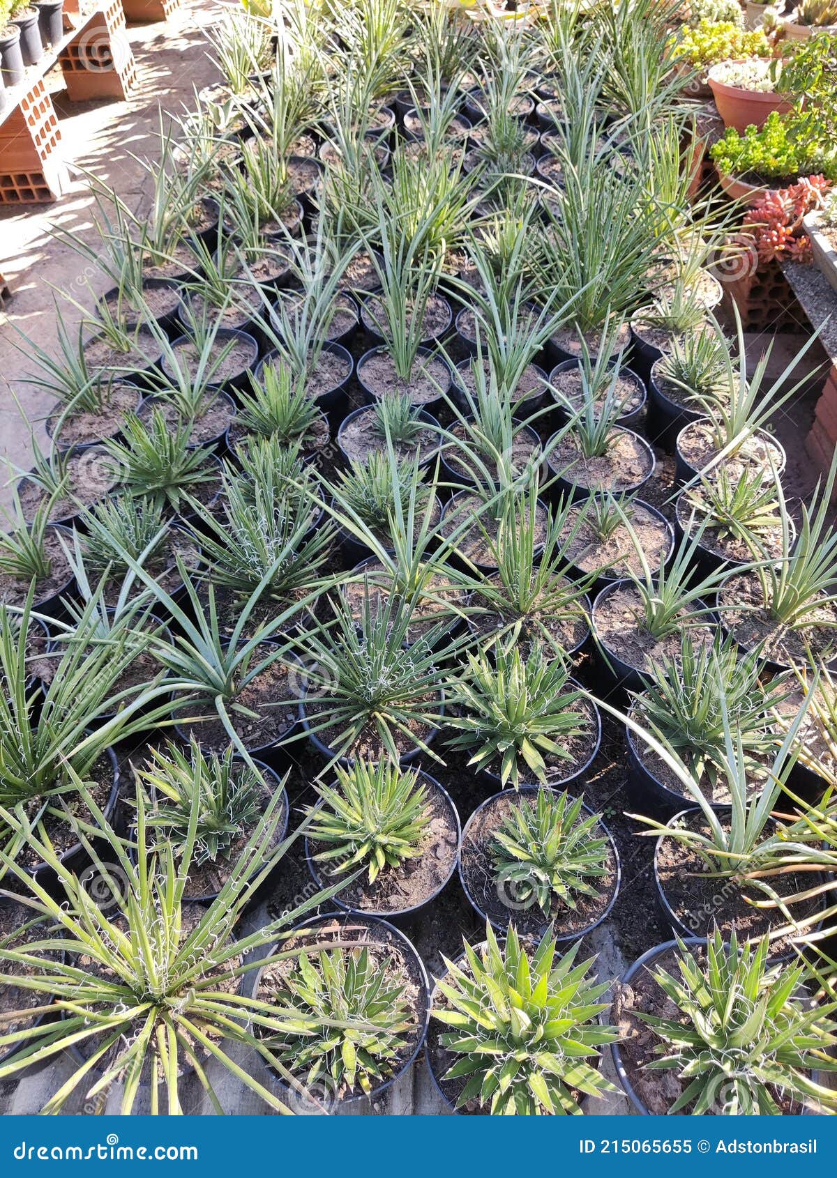 Succulent Plants of the Natural Forest Stock Image - Image of ...