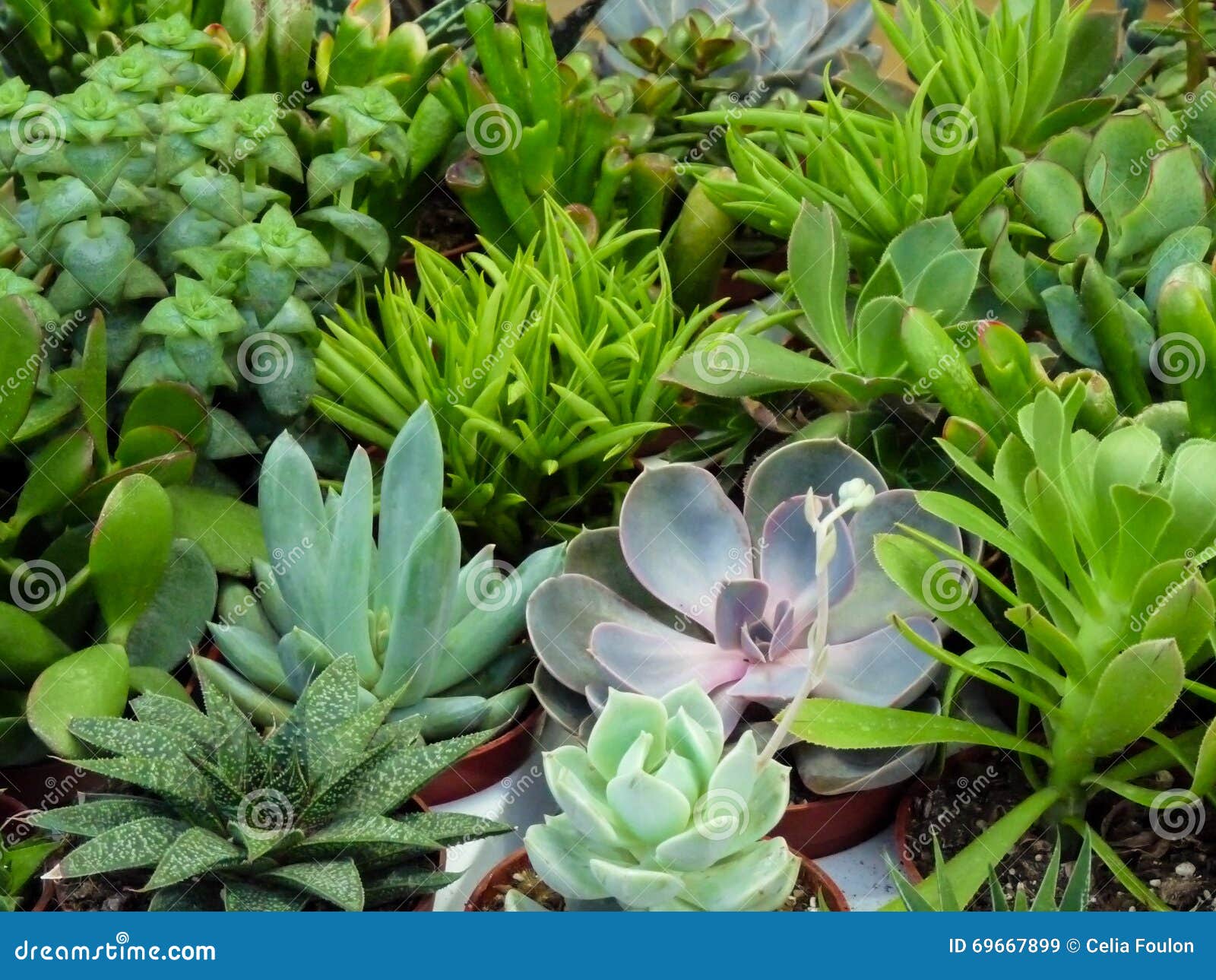 408 Fat Plants Flower Stock Photos - Free & Royalty-Free Stock Photos ...