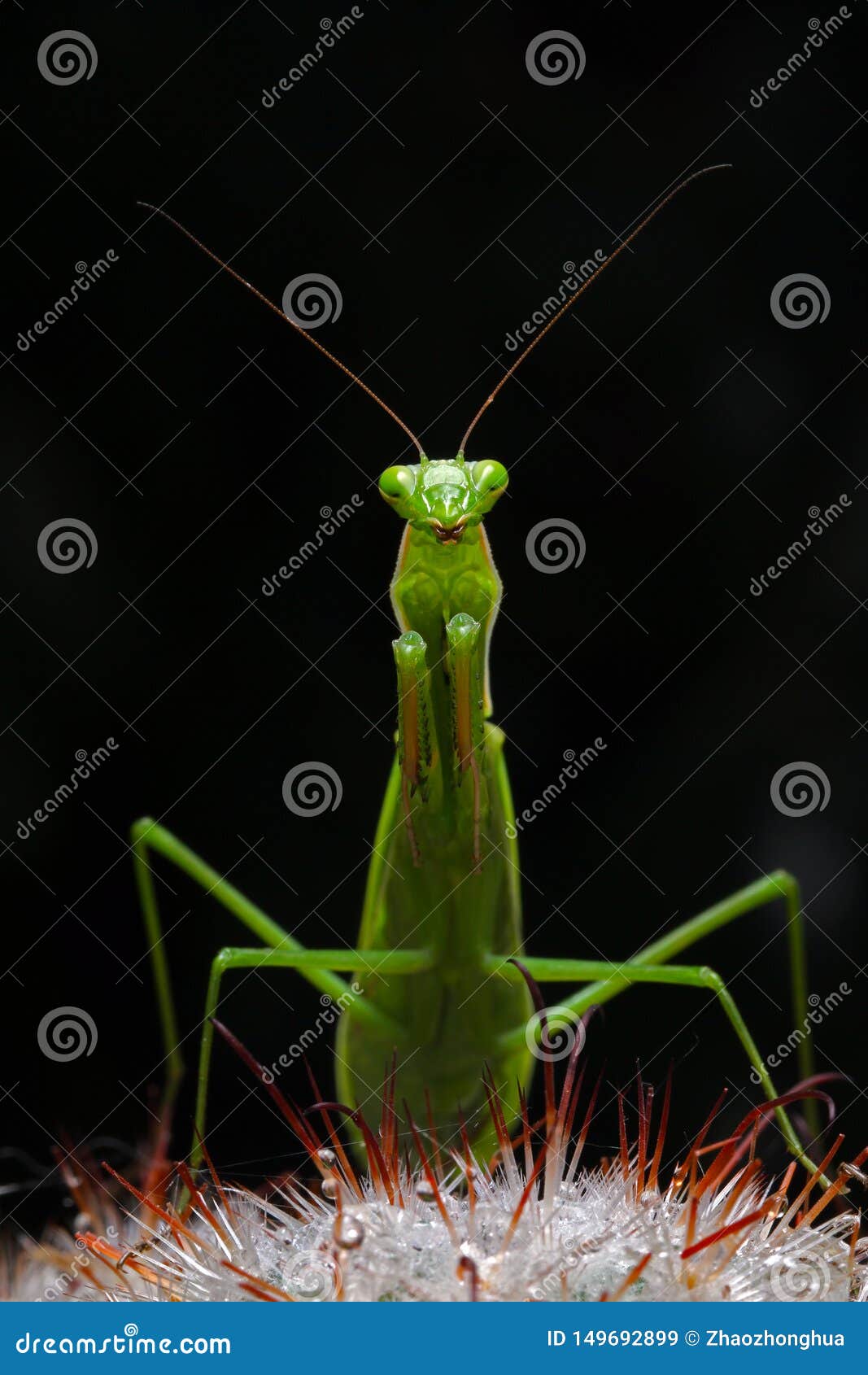 Succulent Plants and Praying Mantis Stock Image - Image of local, close ...
