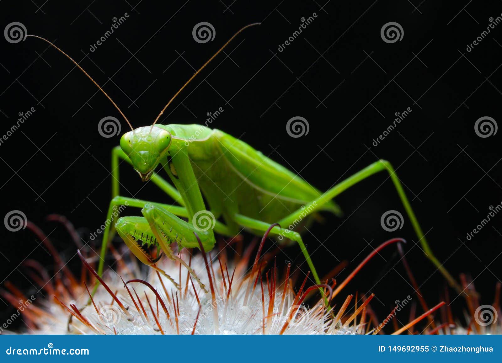 Succulent Plants and Praying Mantis Stock Image - Image of background ...