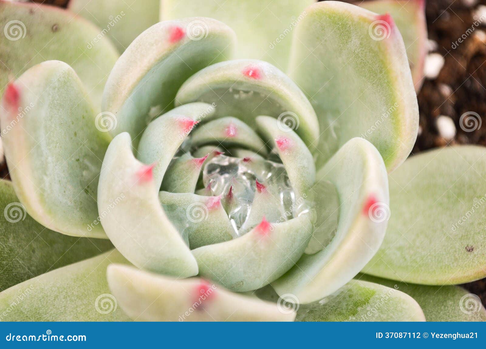Succulent Plants: Stone Lotus Stock Photo - Image of insects ...