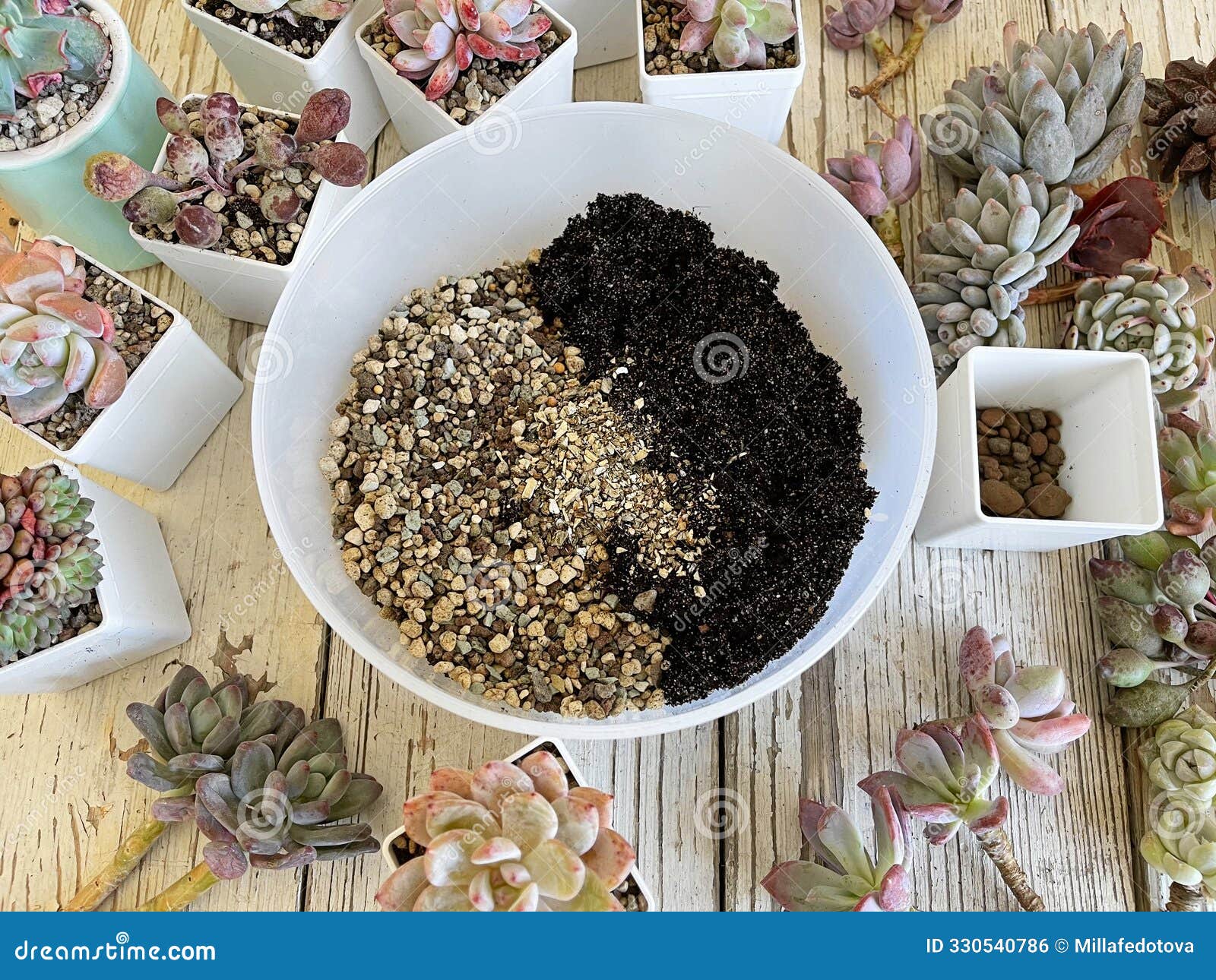 Succulent Propagation and Planting Concept, Top View Stock Photo ...