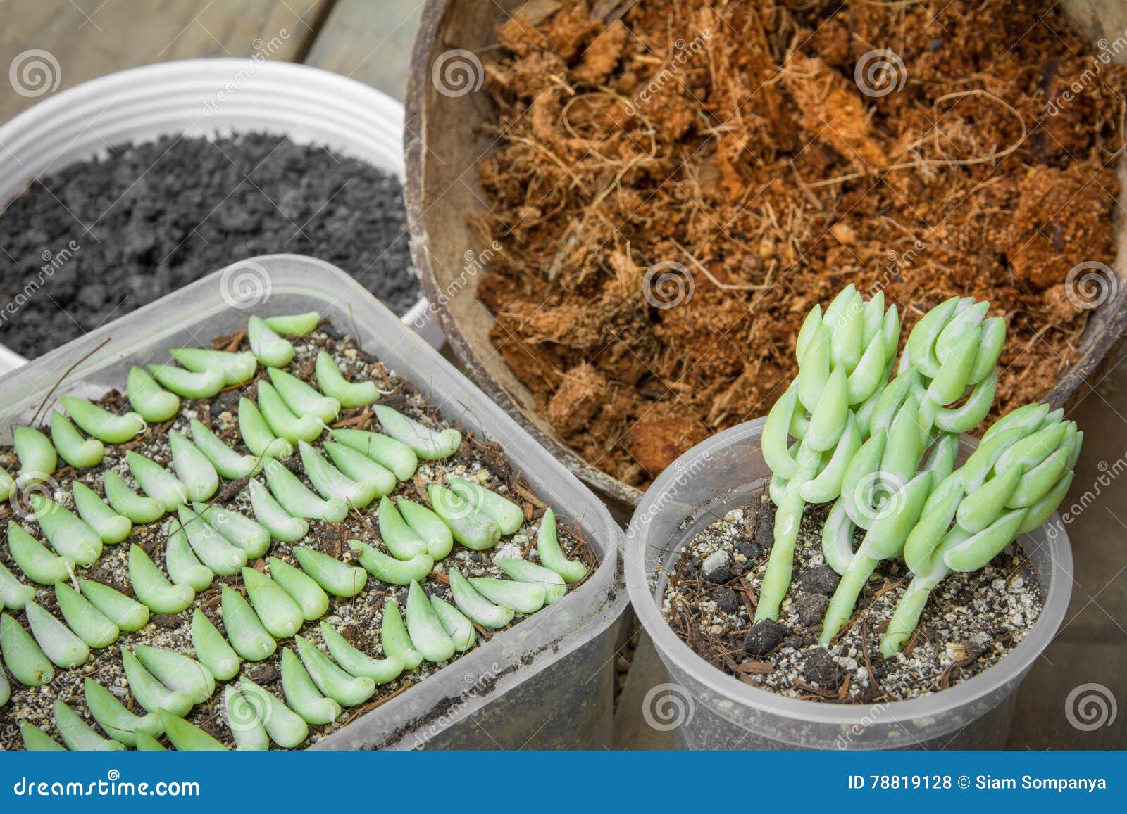 Succulent propagation stock photo. Image of growth, botanical - 78819128
