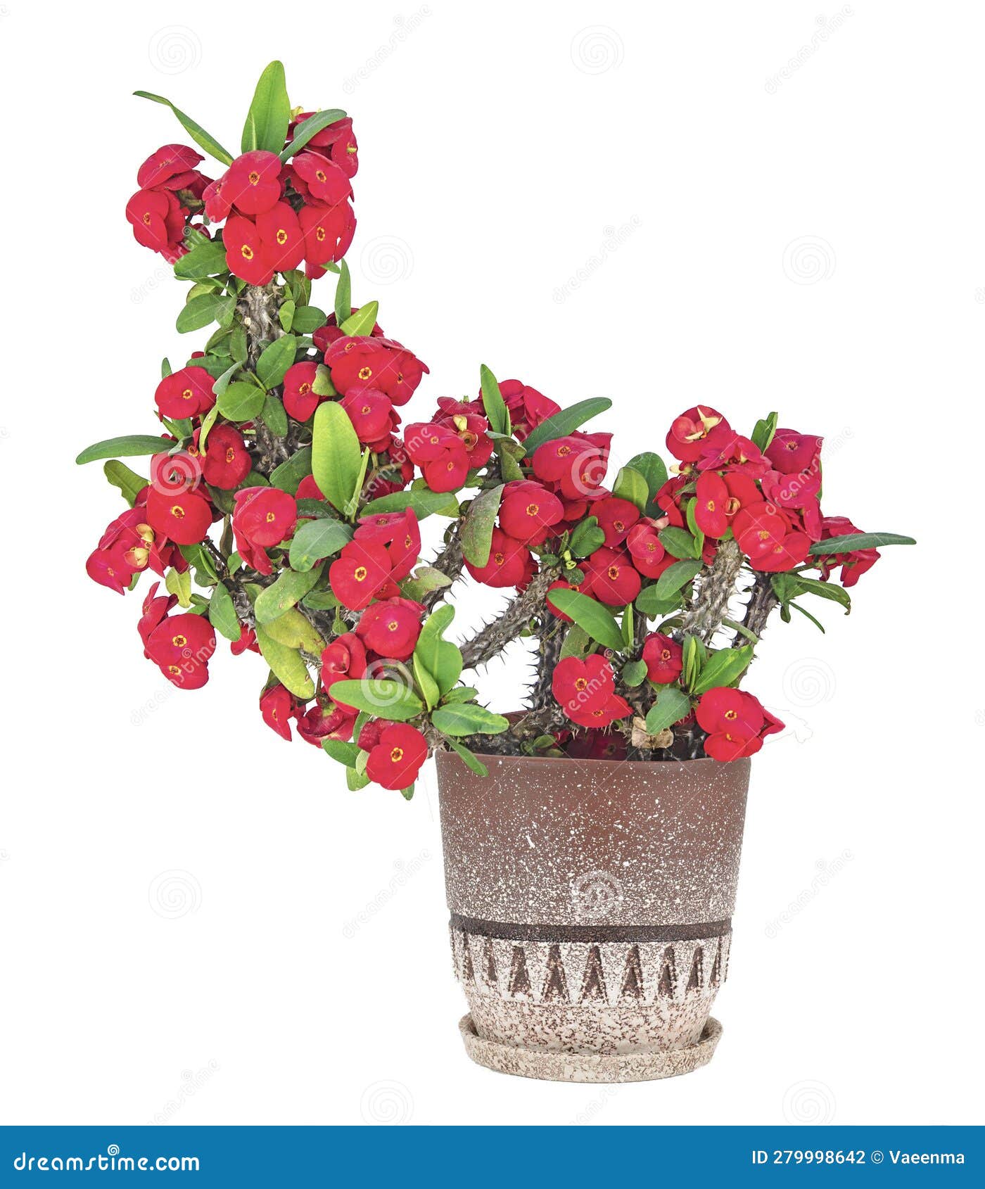 Succulent with Red Flowers Isolated on White Stock Photo - Image of ...