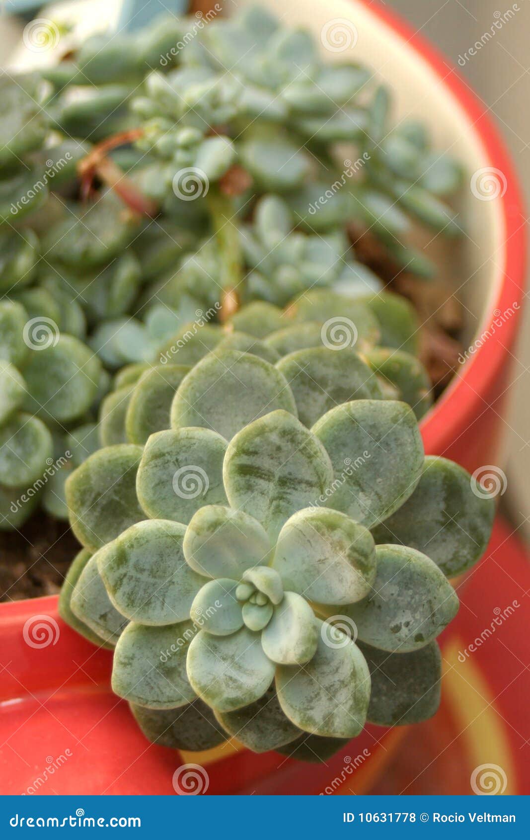 Succulent in a red pot stock photo. Image of background - 10631778