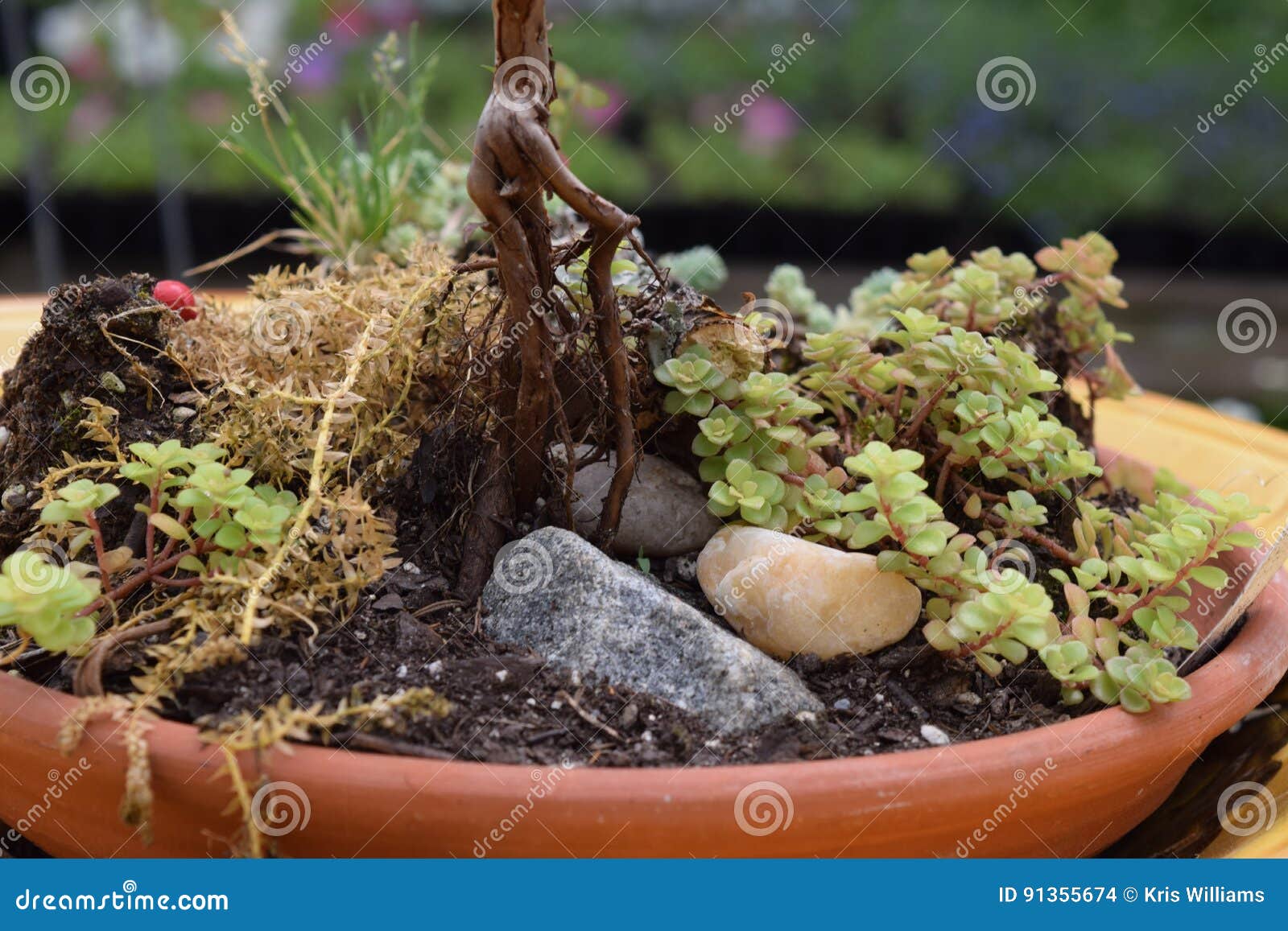 Succulent Rock Planter Bowl Stock Photo - Image of planter, succulent ...