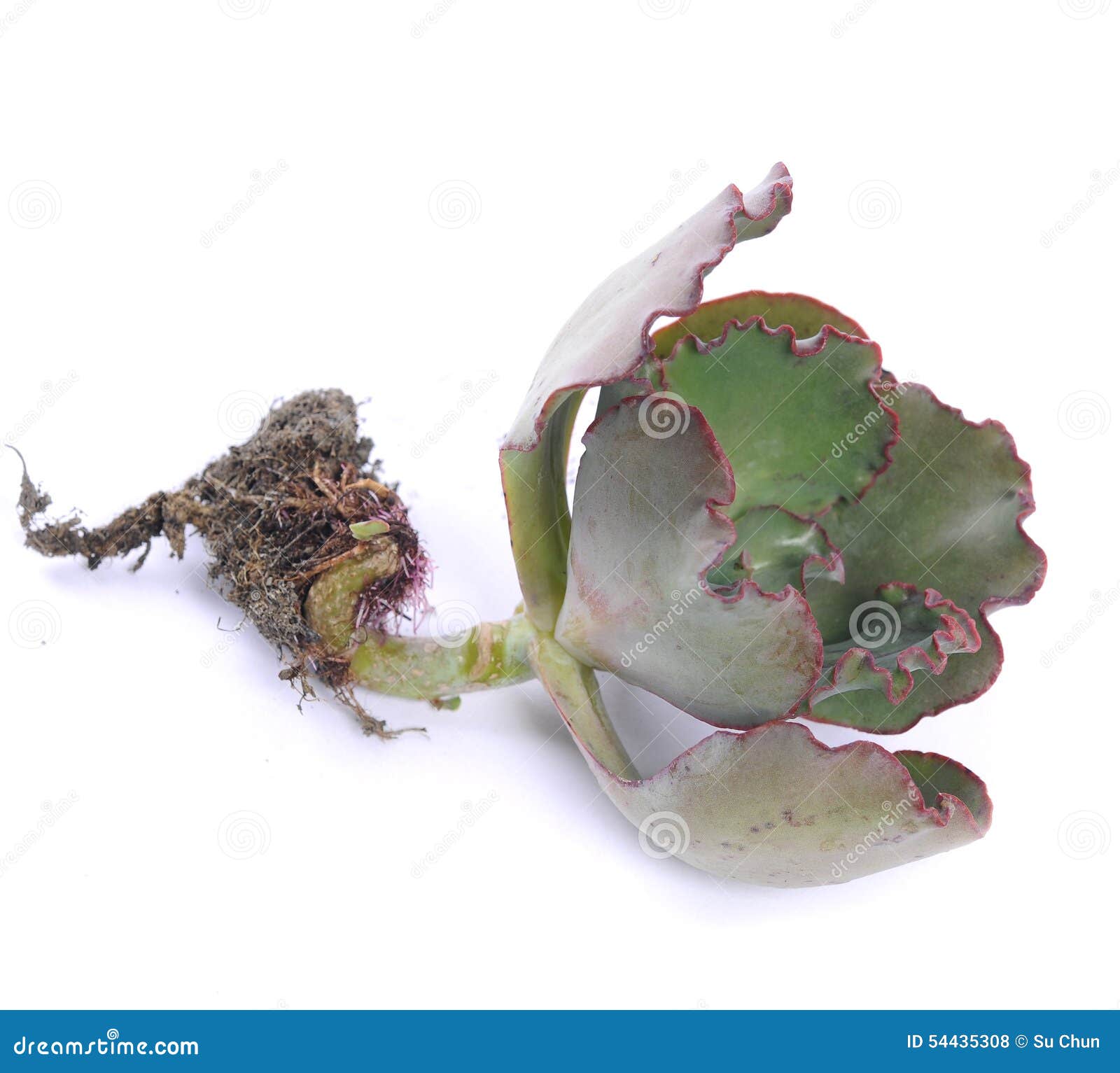 Succulent with roots stock photo. Image of ball, bloom - 54435308