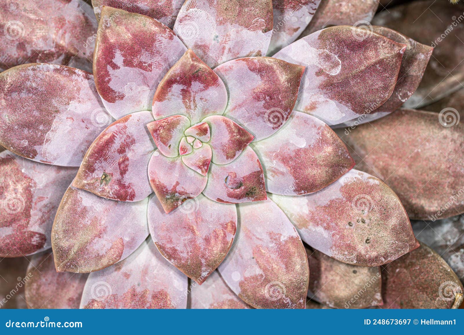 Succulent Rosette Leaves stock image. Image of decoration - 248673697