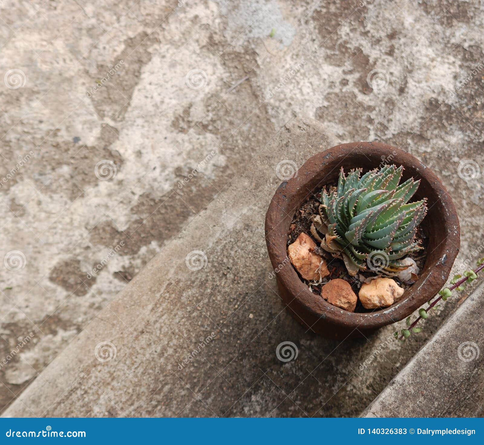 Succulent in Rustic Garden Pot Stock Image - Image of outdoor ...