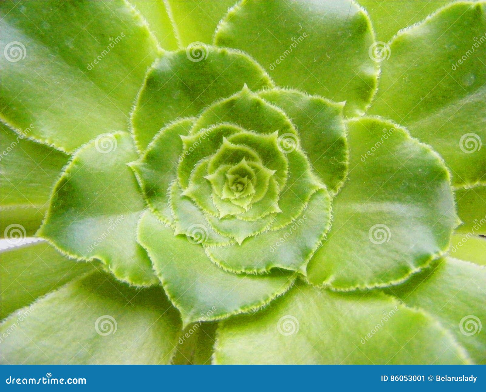 Succulent Sacred Geometry Green Stock Image - Image of geometry, layers ...