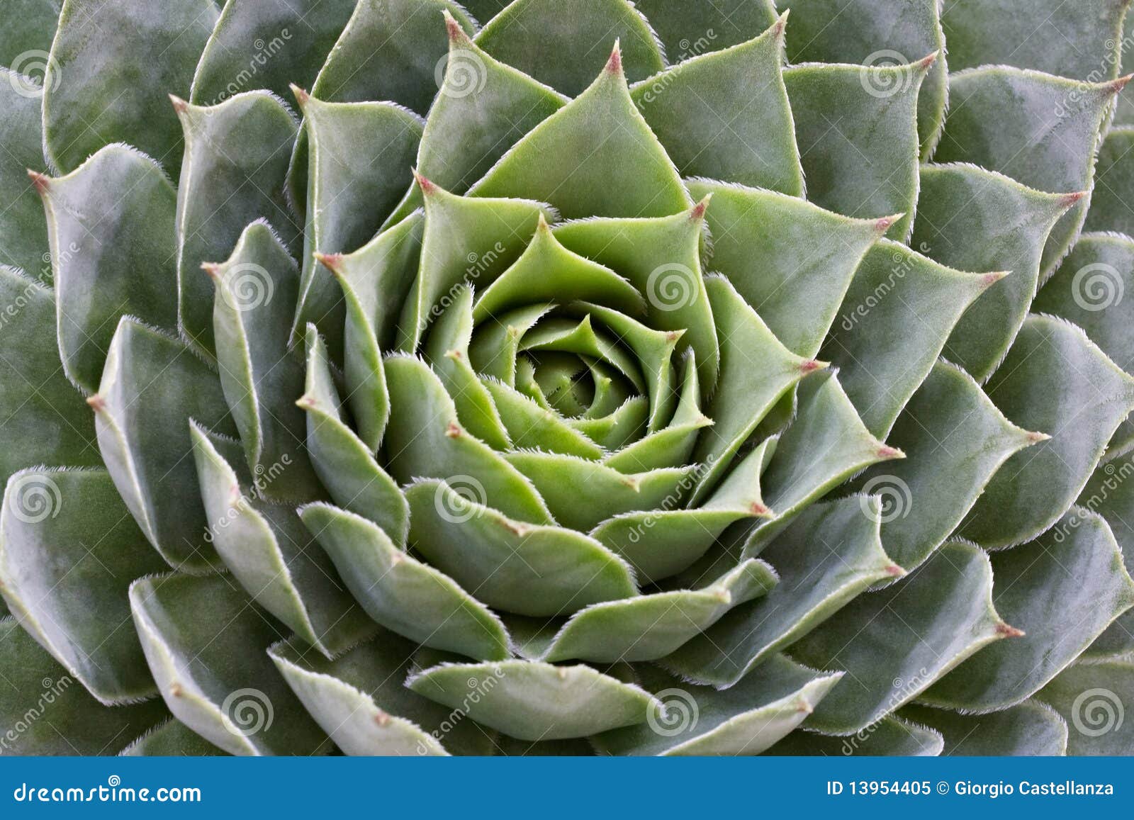 Succulent sempervivum stock image. Image of flower, bloom - 13954405