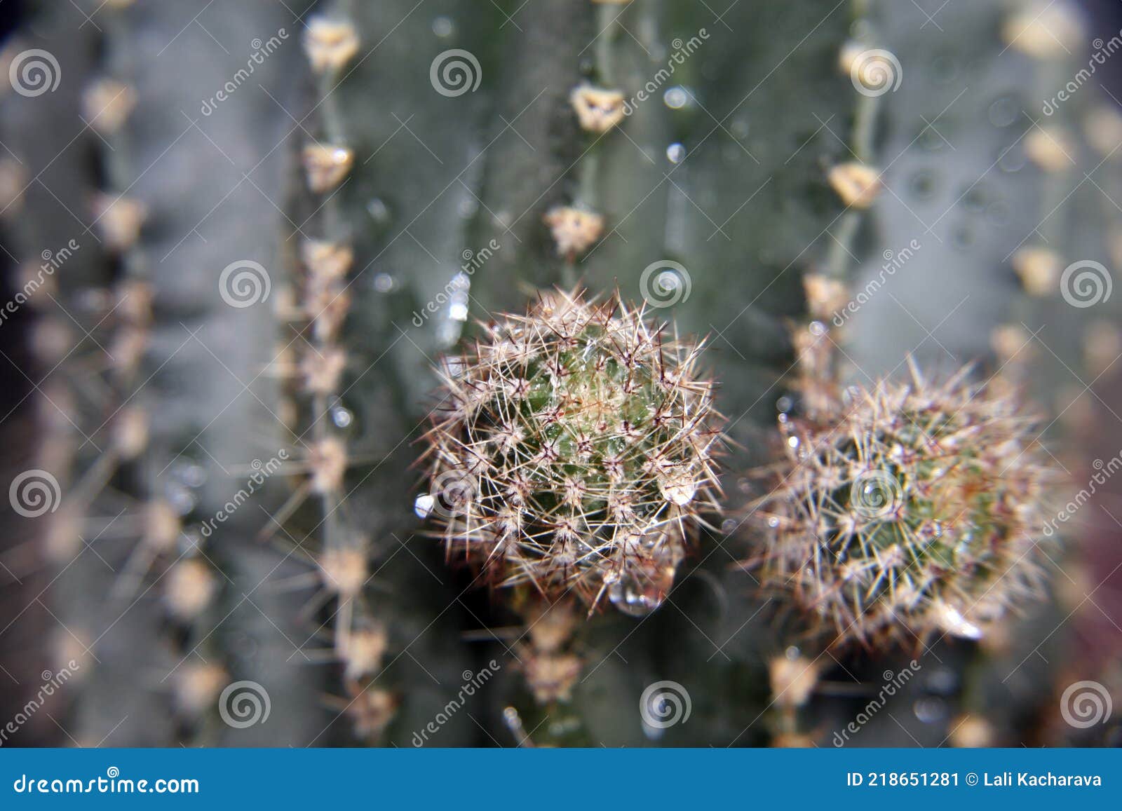 Succulent stock image. Image of drops, cactus, botany - 218651281