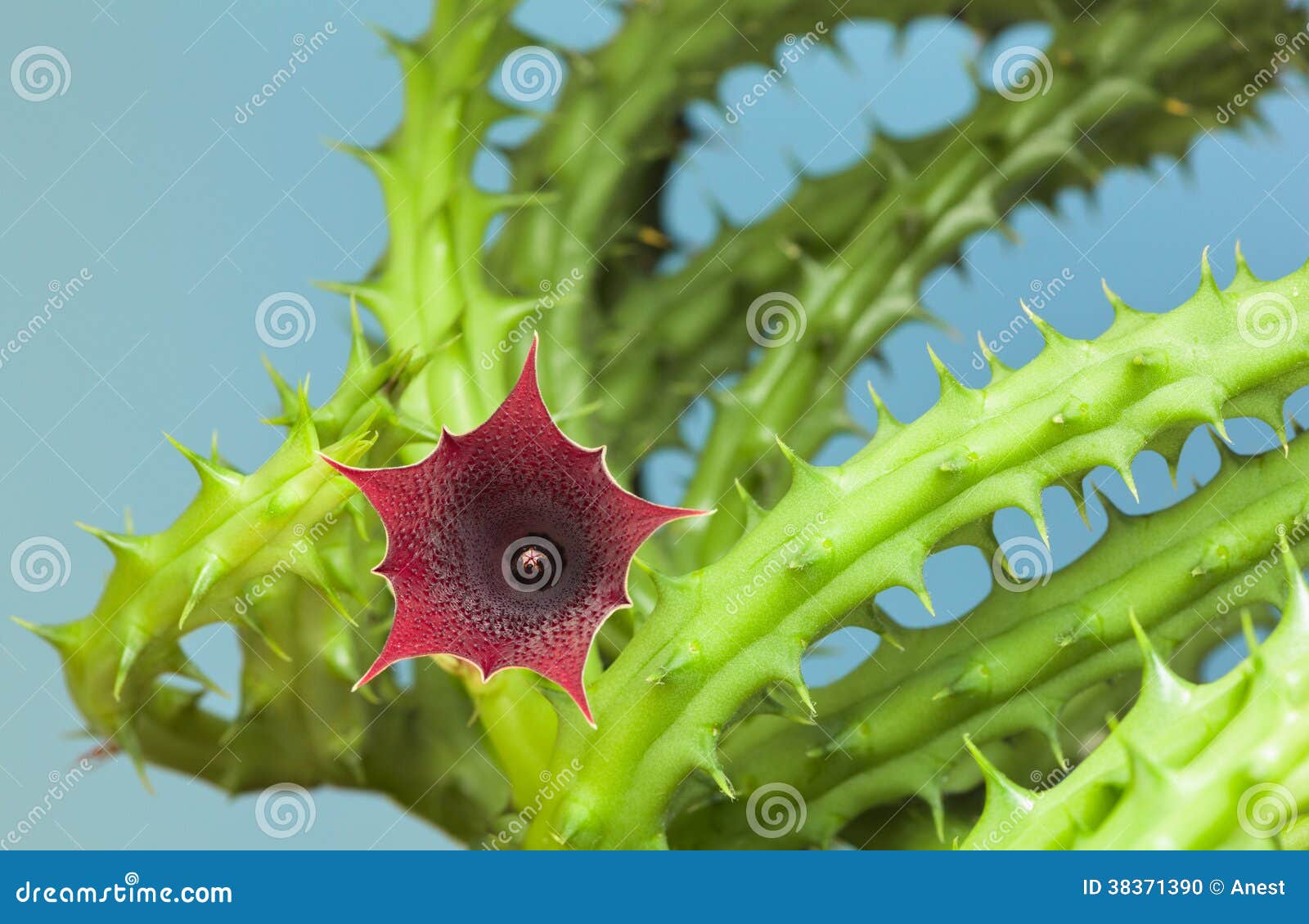 Succulent Stapelia Carrion Flower Stock Photo - Image of closeup ...